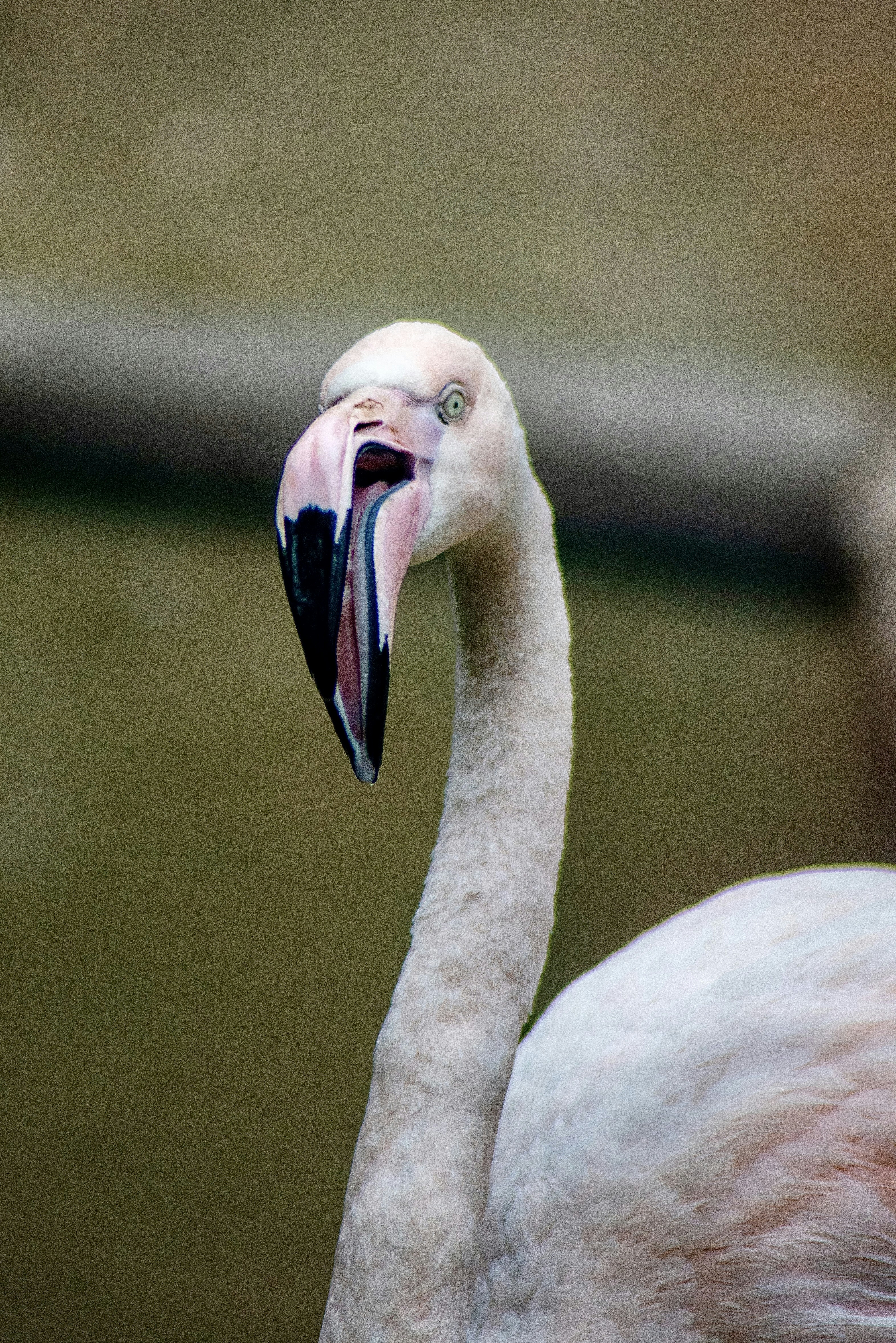 A close up of a flamingo with its mouth open photo – Free Flamingo ...