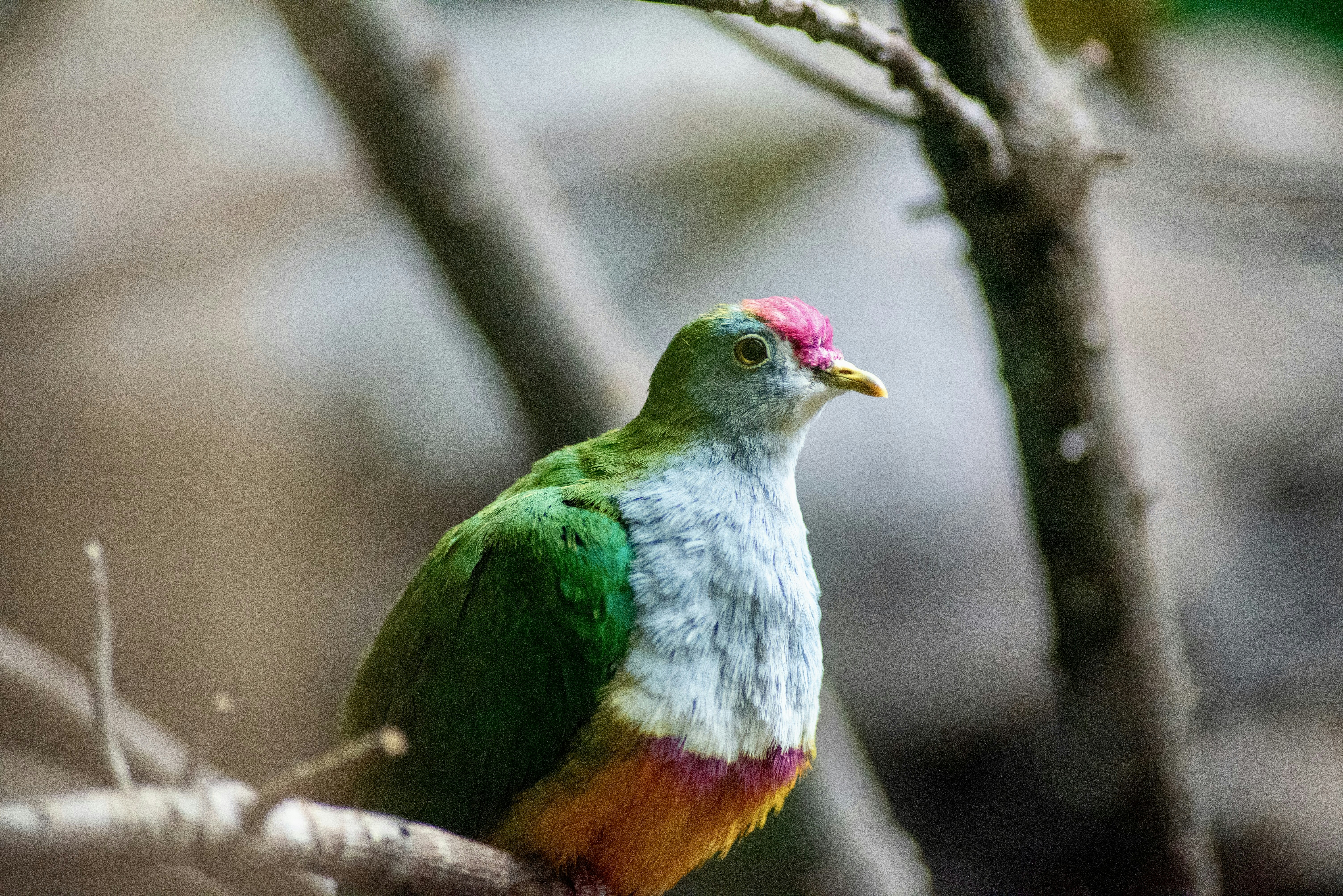 Crimson Crown on Emerald Back: A Branch-Top Encounter
