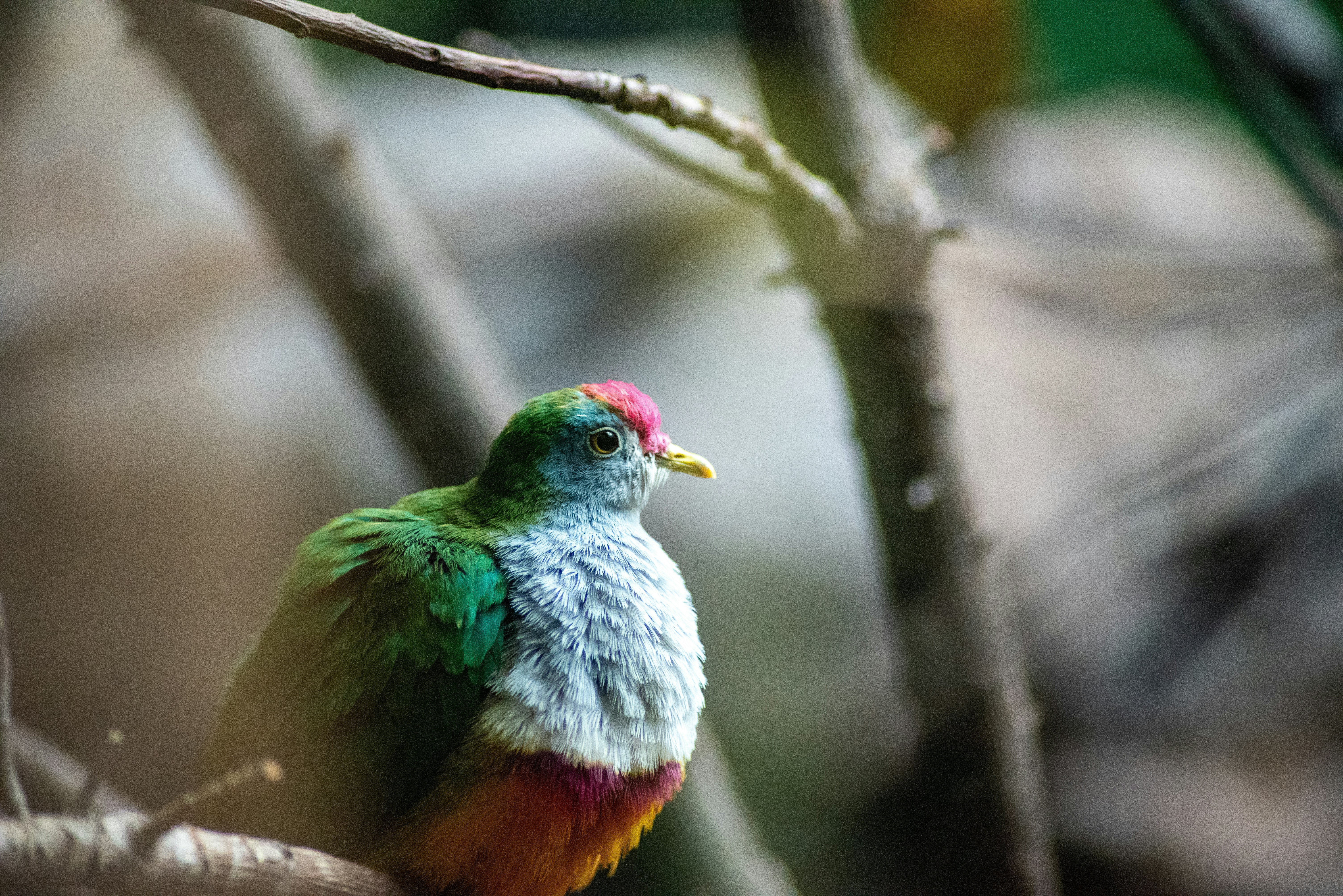 Crimson Crown and Emerald Plumage: A Sunbird Perched Among Weathered Branches