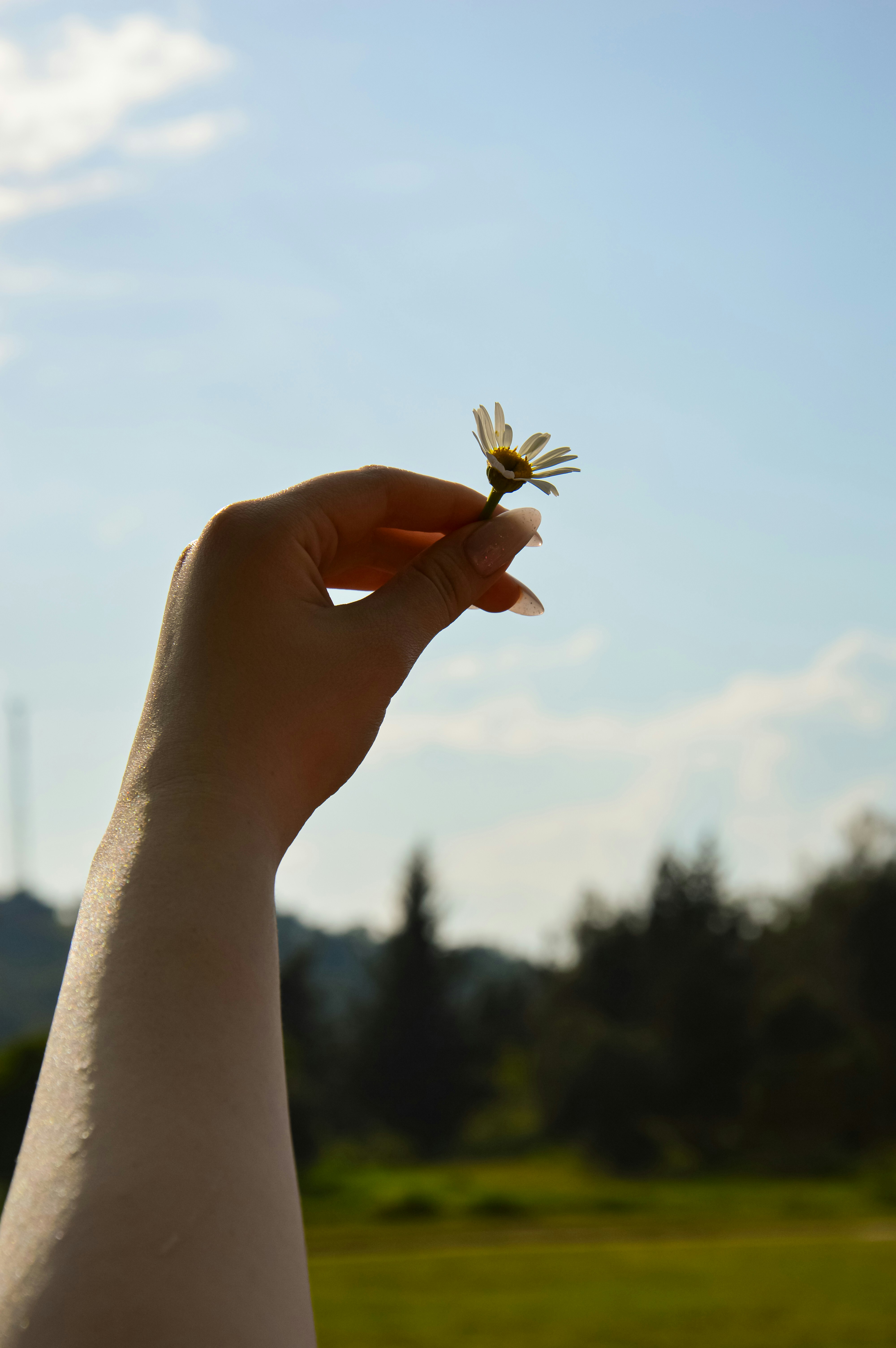 Daisy in the Sky: A Gentle Handheld Moment