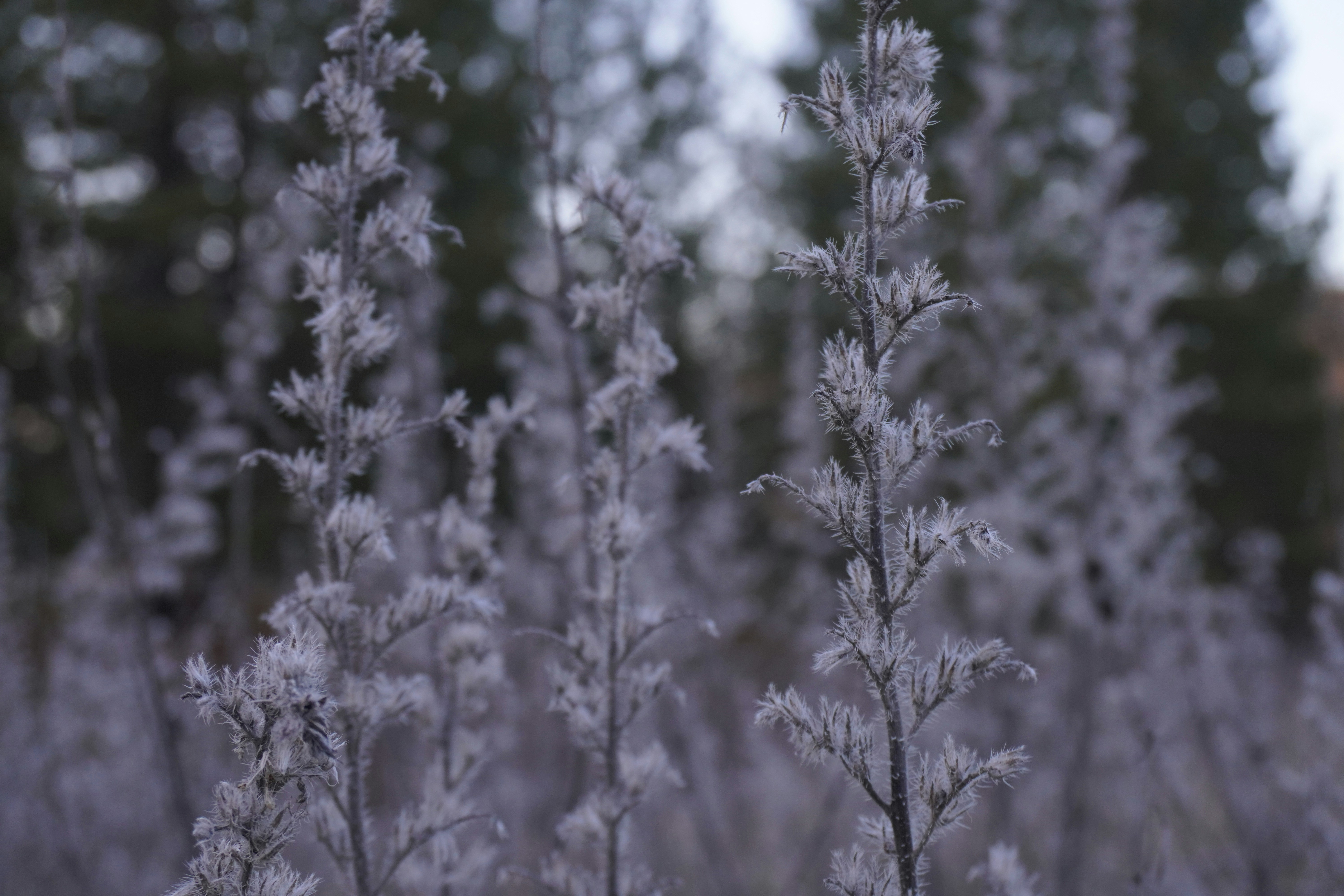 Frost-Kissed Reeds in a Velvet Winter Field