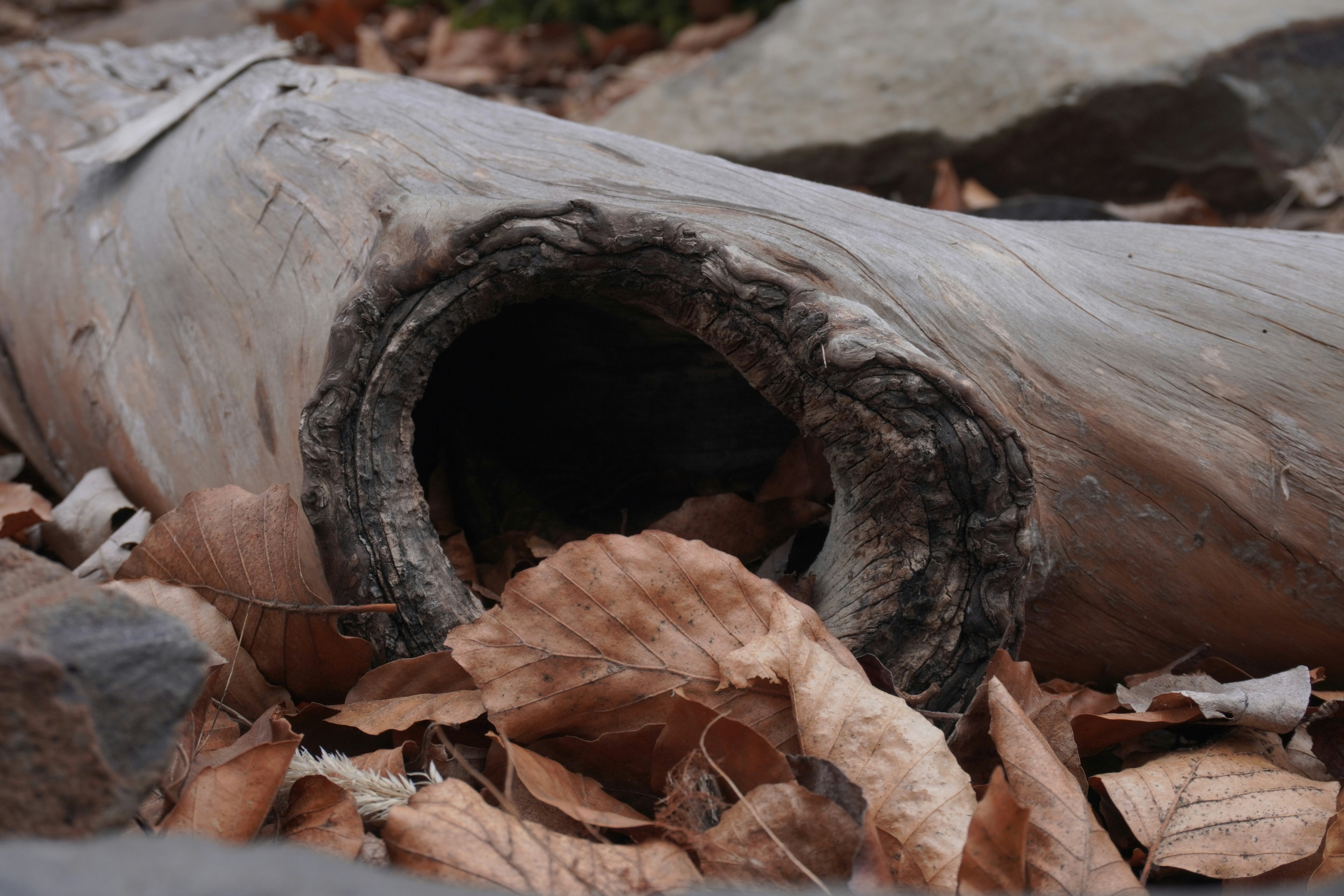 Autumn's Hollow Doorway: A log's dark tunnel among fallen leaves