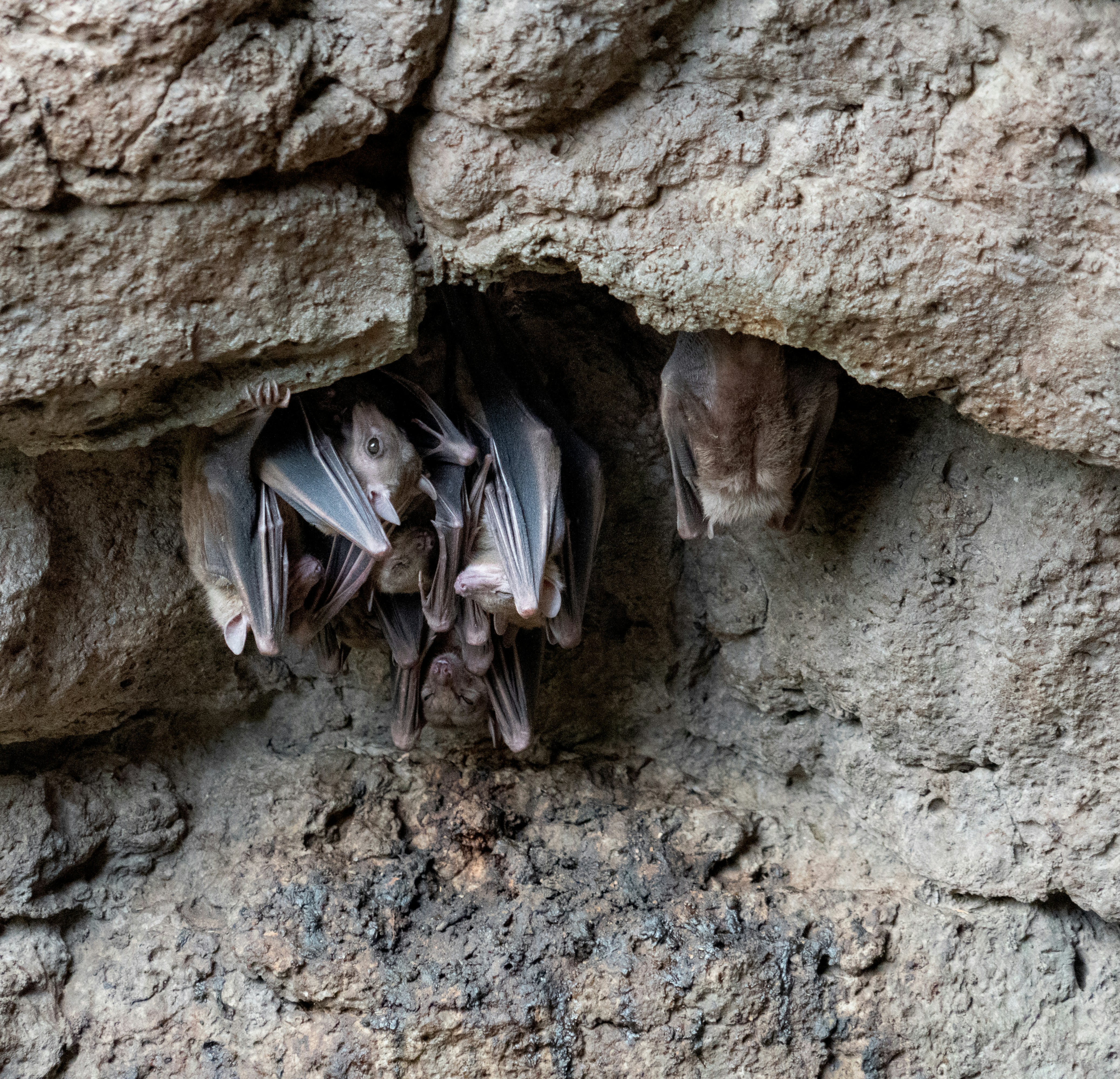 A group of bats hanging upside down on a rock photo – Free Bats Image ...