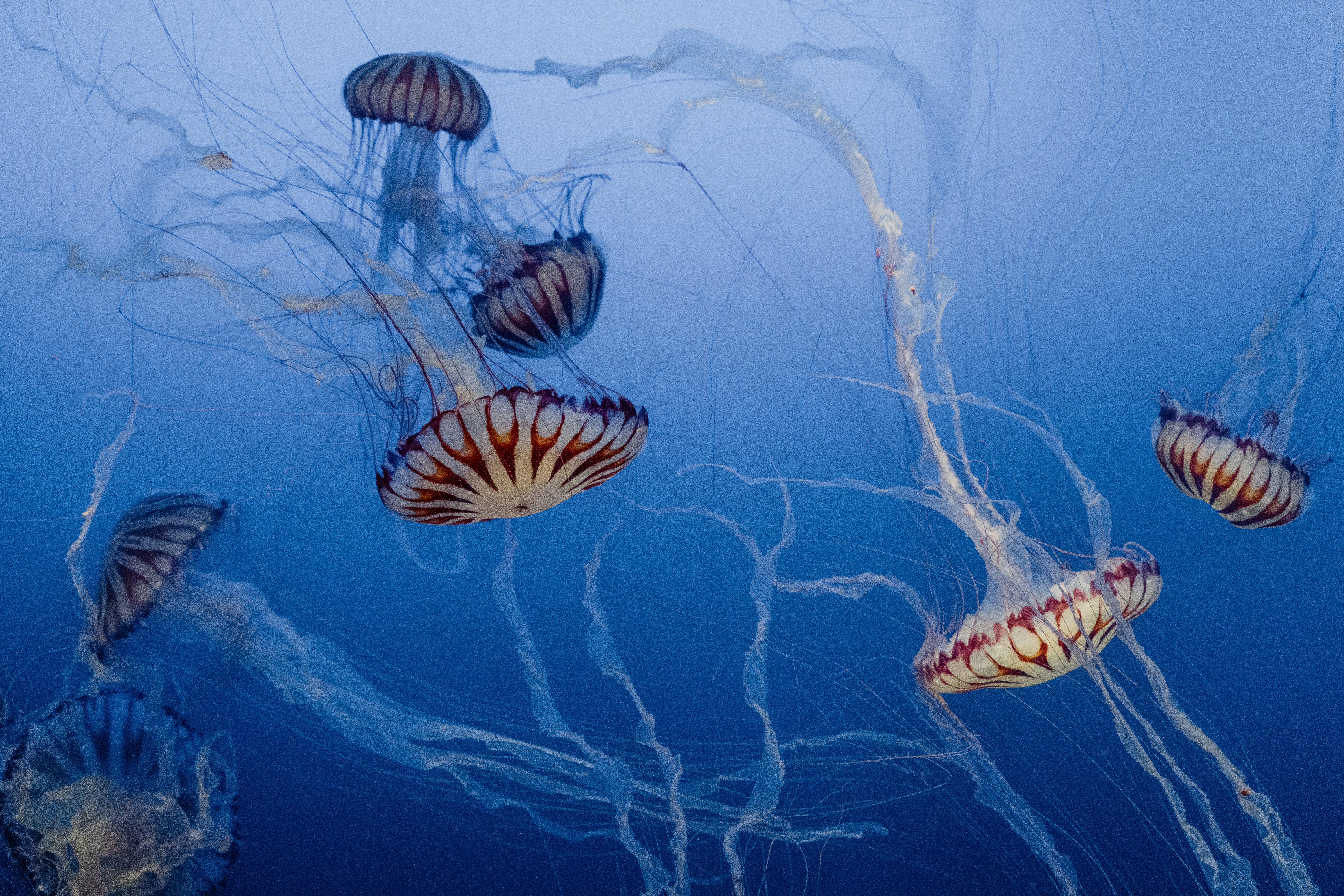 A group of jellyfish swimming in the ocean photo – Free Jellyfish Image ...