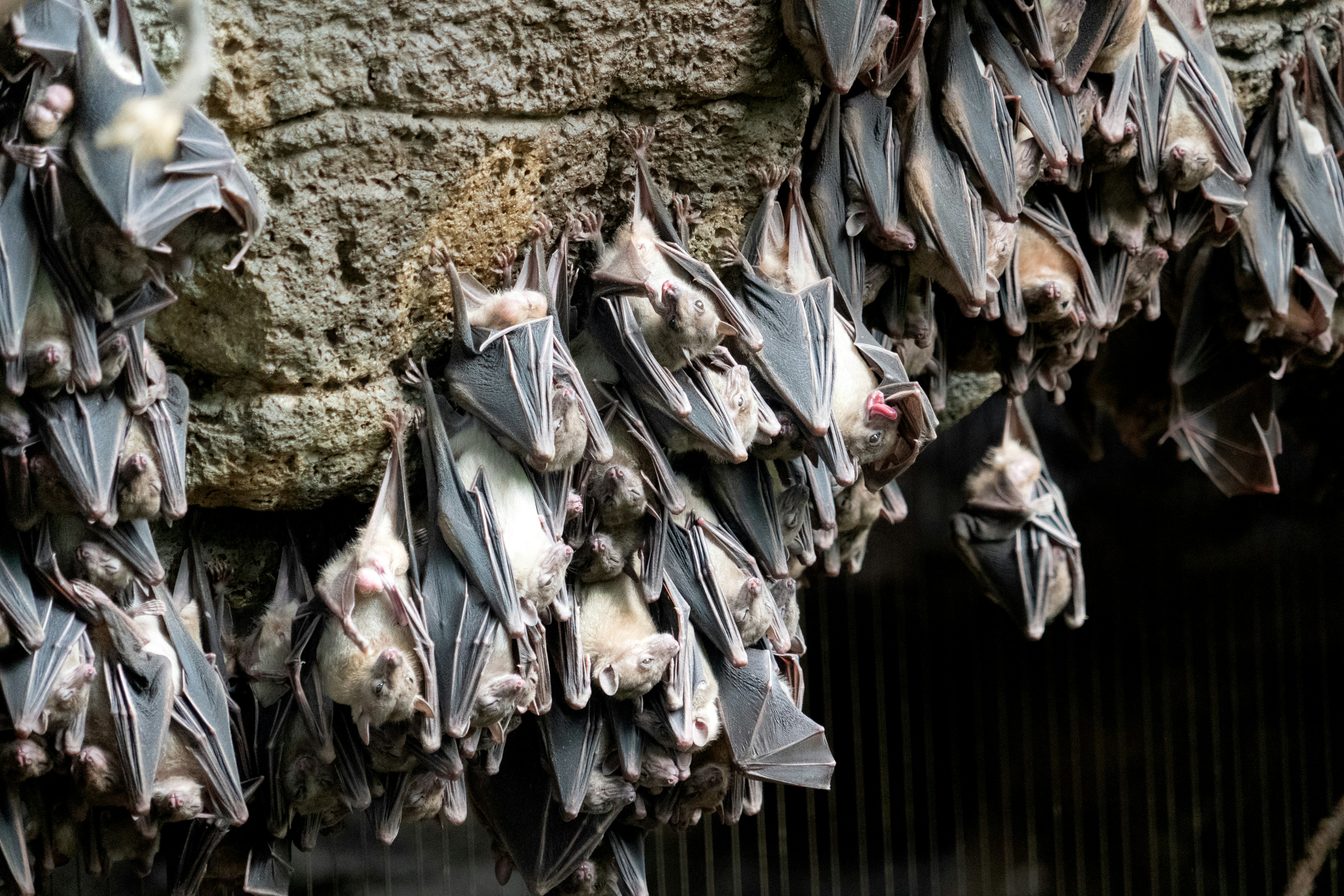 A bunch of bats hanging from a stone wall photo – Free Bats Image on ...