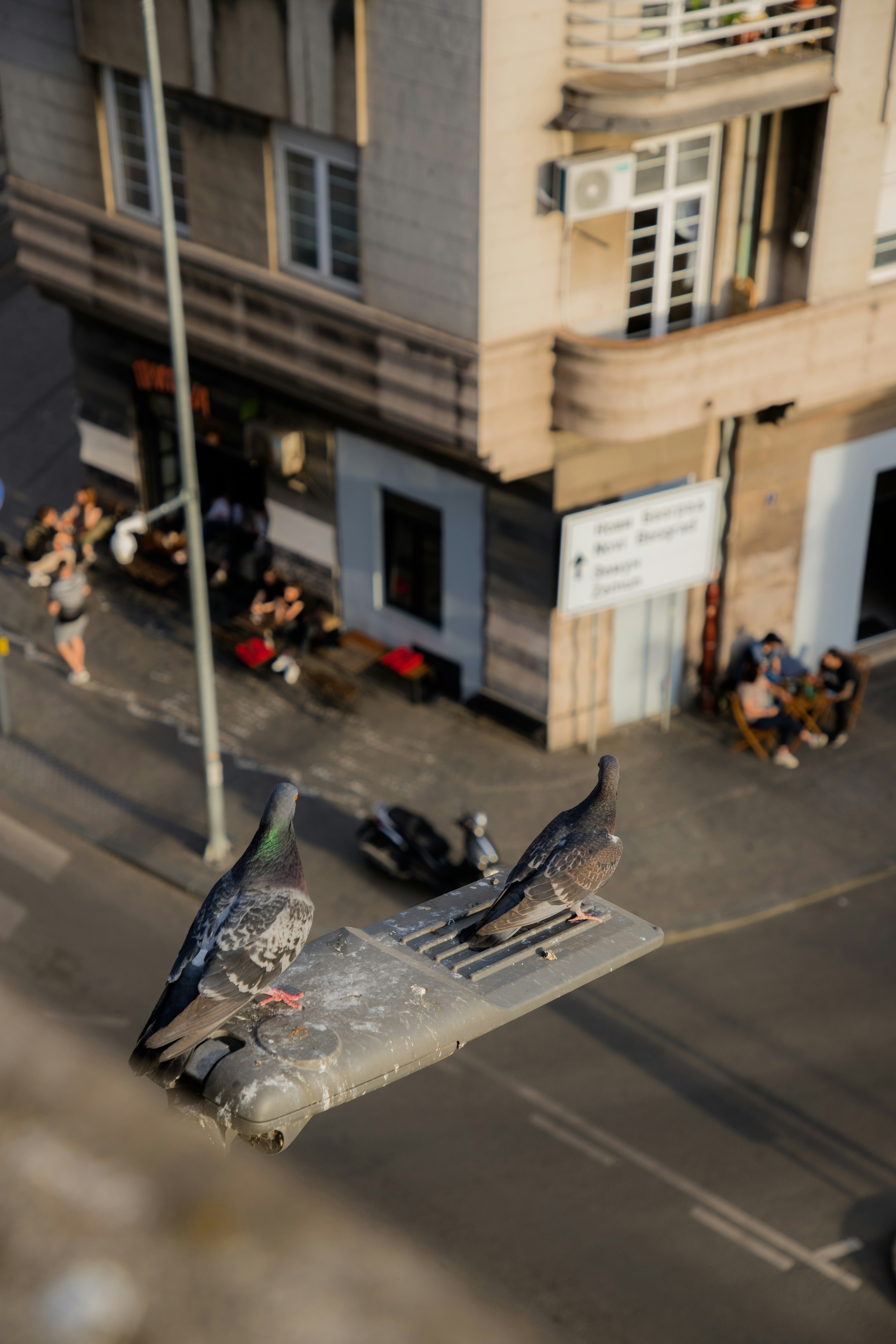 Afternoon Pigeons on a Rooftop Edge Over a Bustling Street