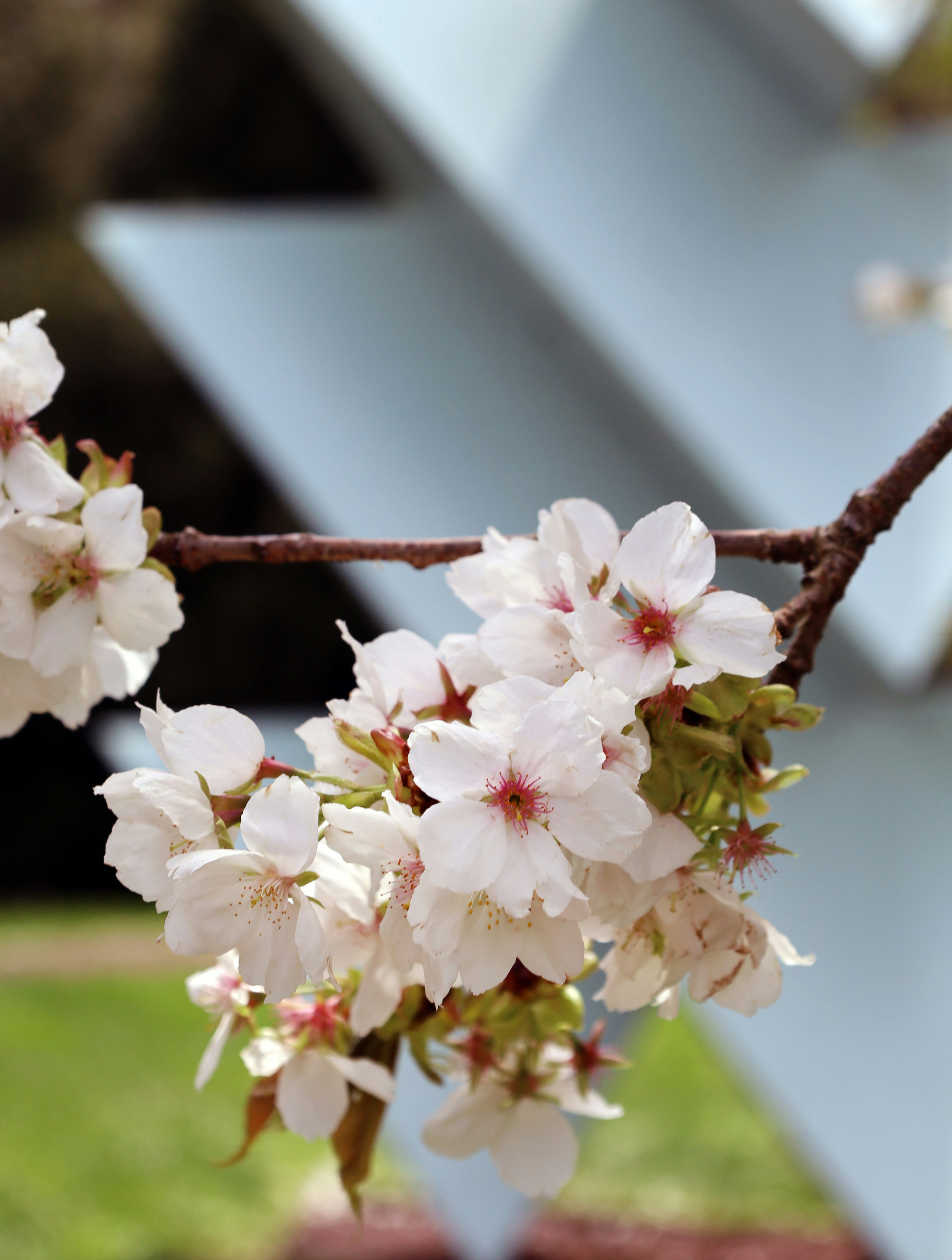 Blossoms on a Branch: Delicate White Petals Against Blue Geometry