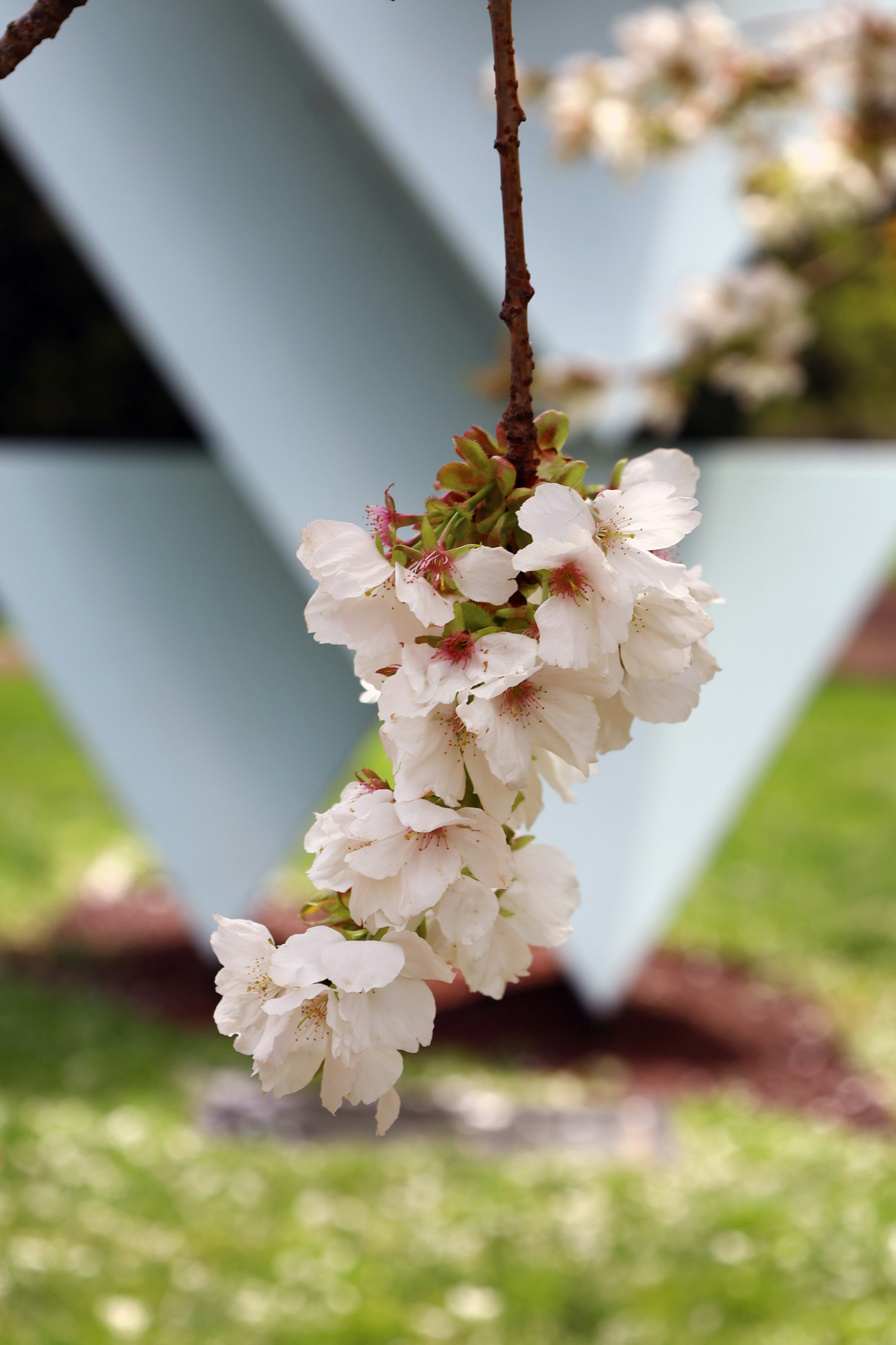 Petals Framed by a Pale Blue Arc: White Cherry Blossoms
