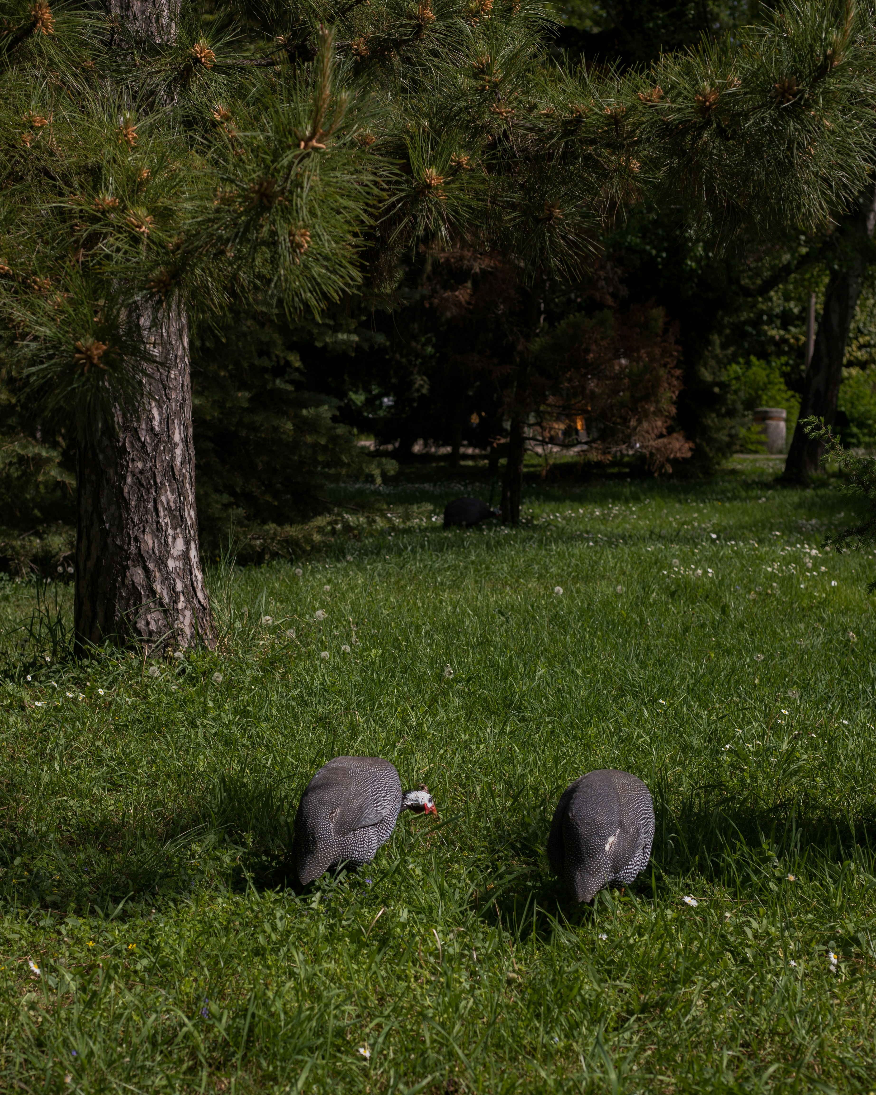 Sunlit Foragers beneath Pine Canopy: Dual Wild Turkeys in a Park Clearing