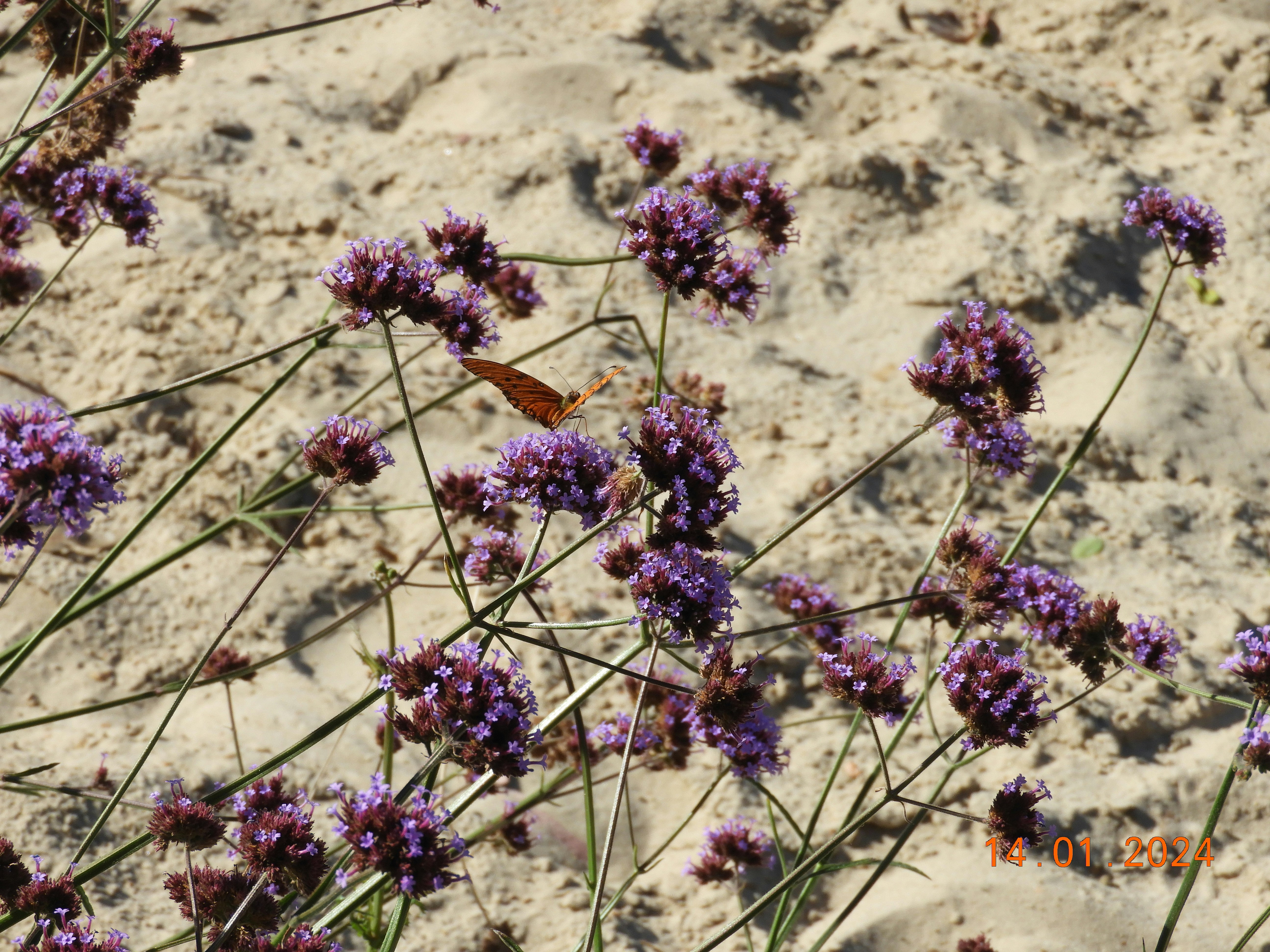 Purple bloom clusters drift across sunlit sand, with a butterfly perched on a bloom.