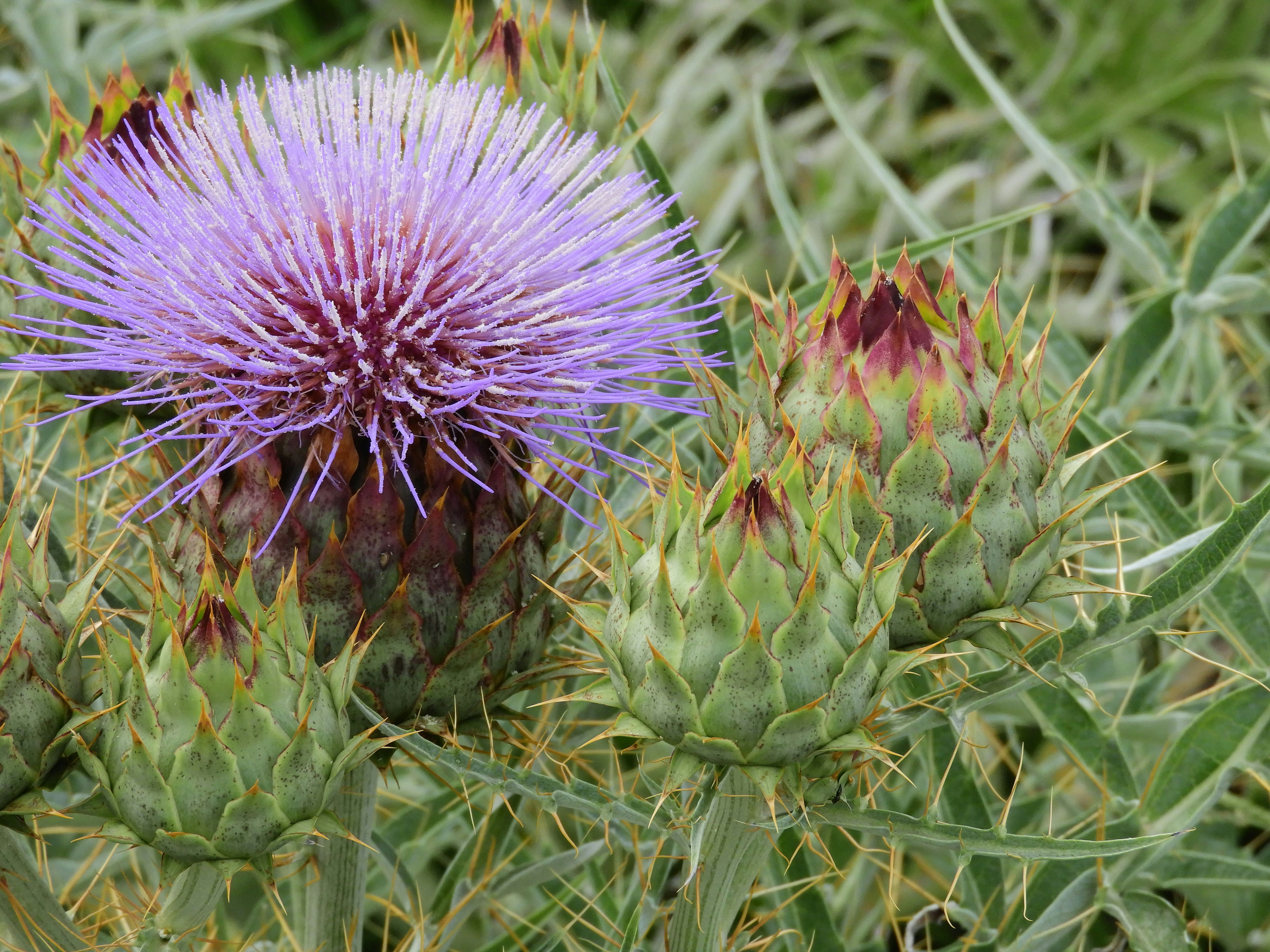 Photo by Abigail Chiazzaro with Nikon COOLPIX B700