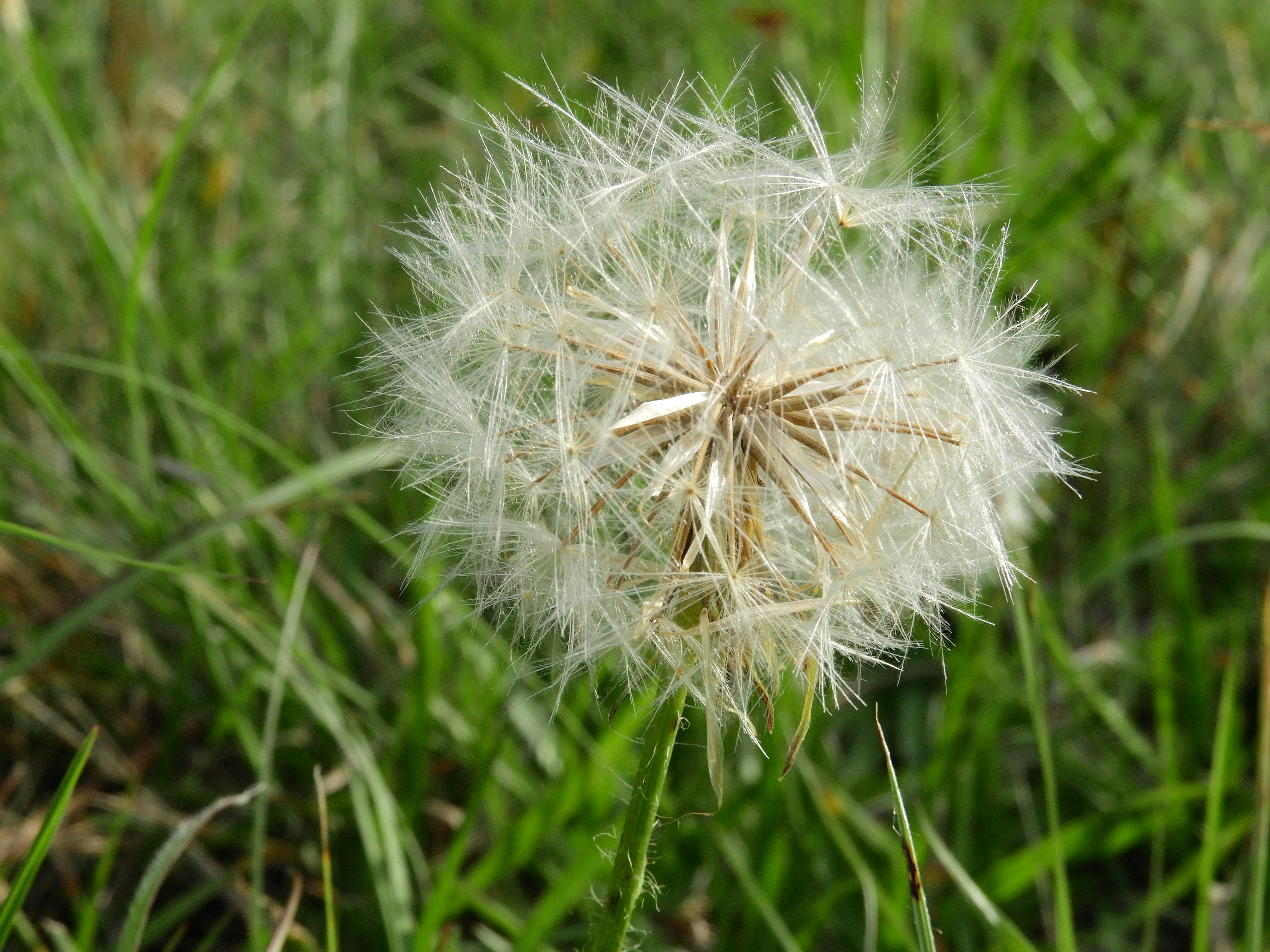 Dandelion Clock in a Quiet Meadow