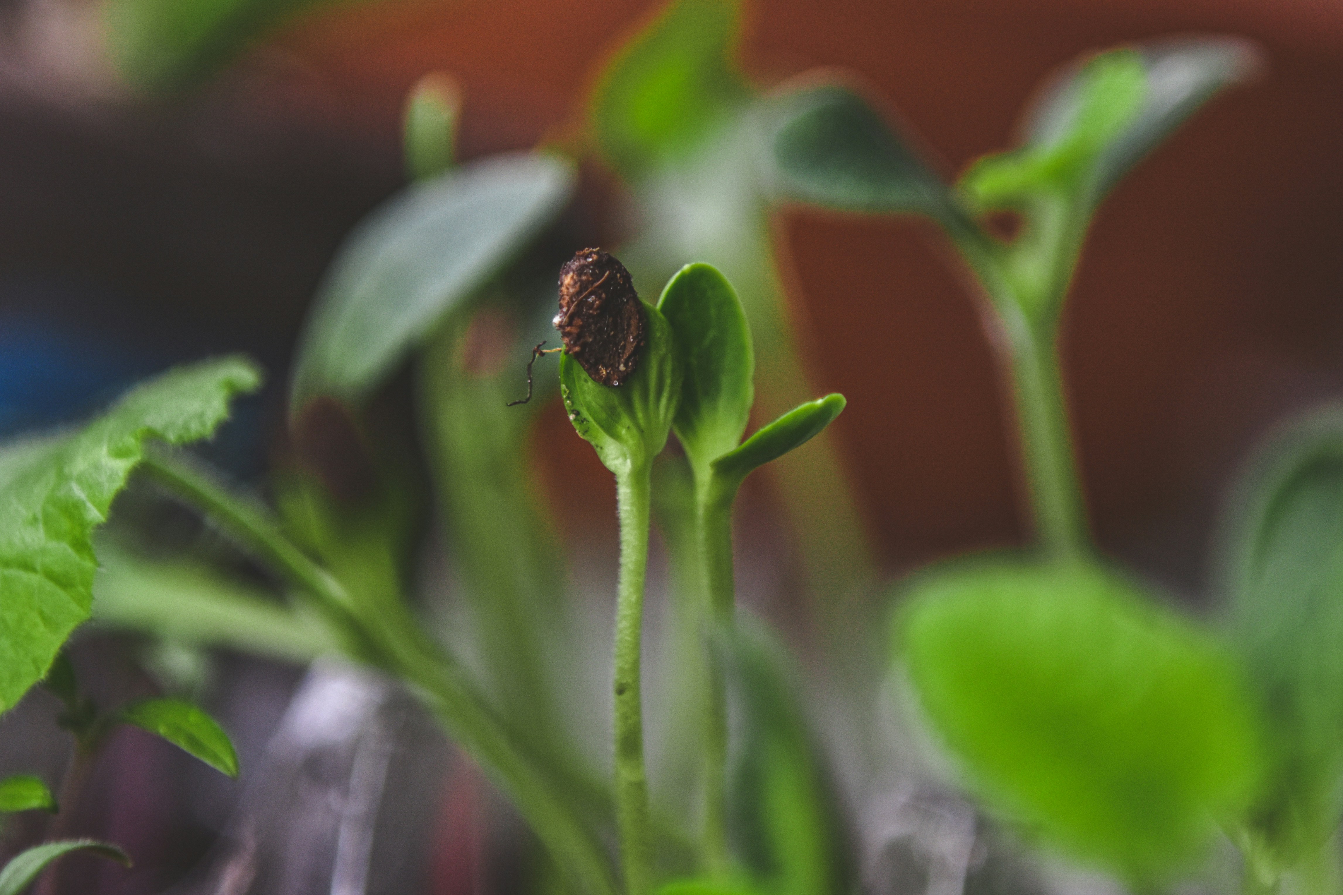 A close up of a plant with a bug on it photo – Free Sprout Image on ...