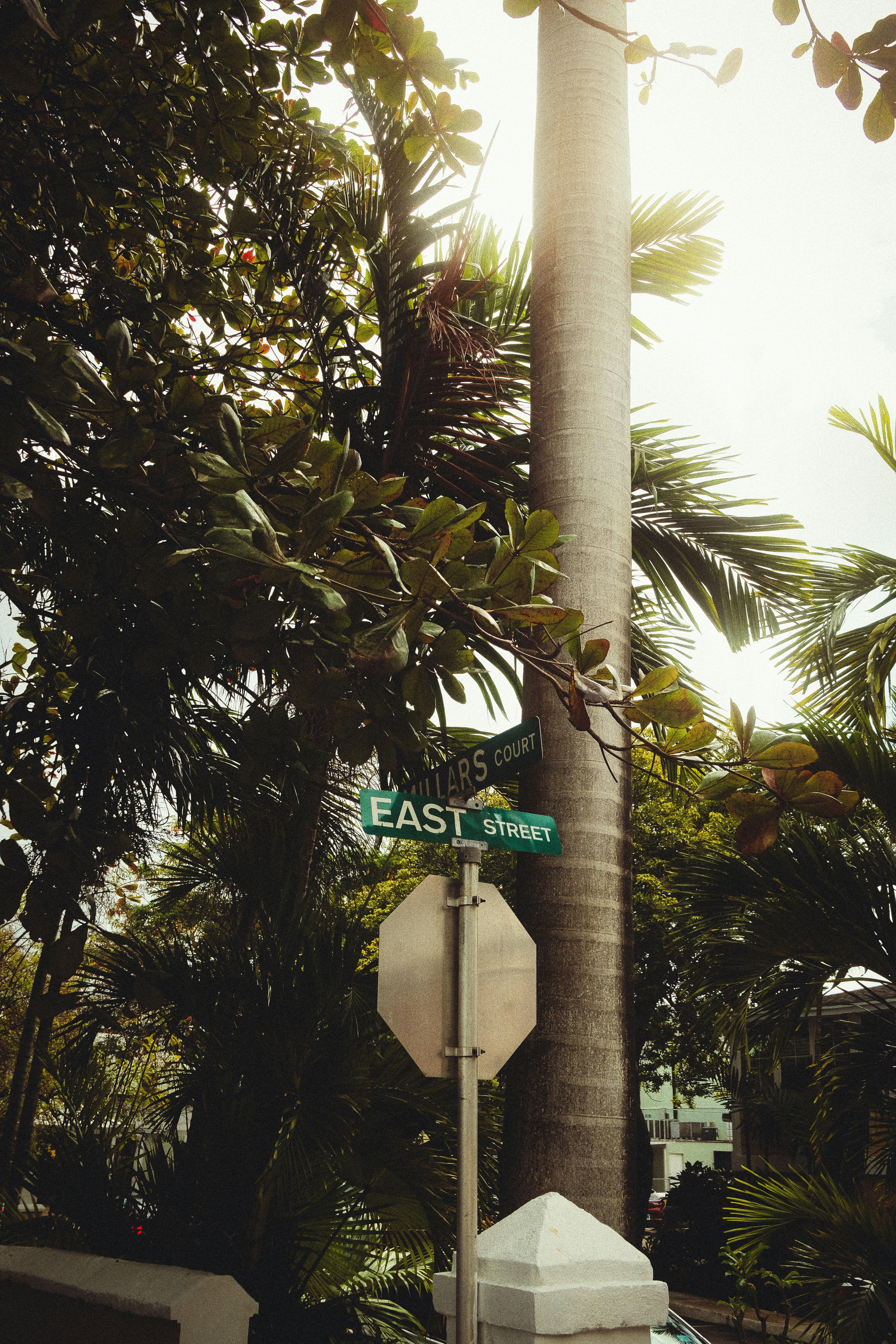 Palm-Canopy Corner: East Street Sign Surrounded by Sunlit Foliage