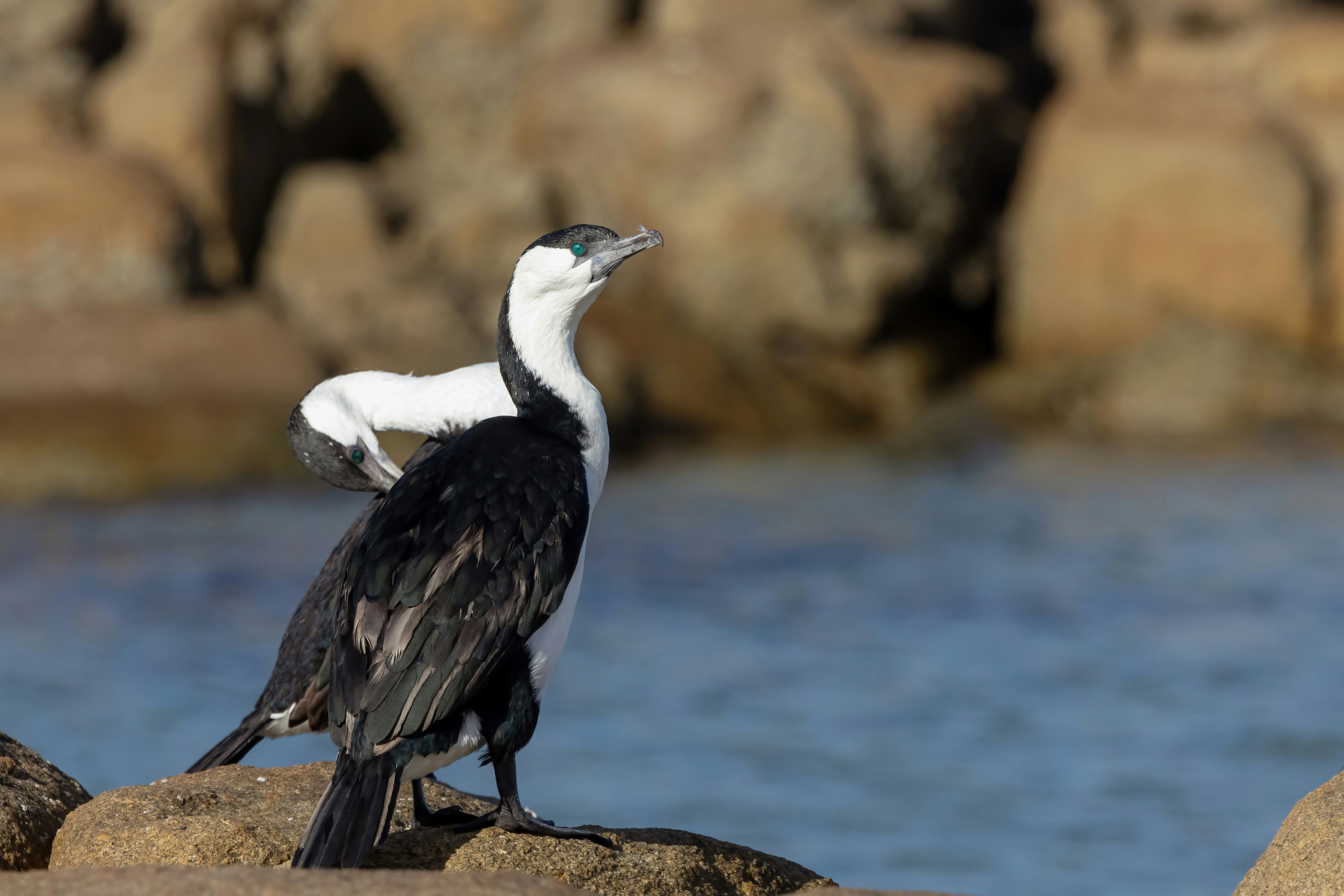 This captivating image features two cormorants perched on rugged rocks by the water, their black and white feathers contrasting beautifully against the soft blue backdrop of the sea. The warm sunlight illuminates the scene, highlighting the birds' intricate plumage and creating a serene atmosphere. The composition effectively captures the tranquil essence of nature, making it visually striking and engaging.