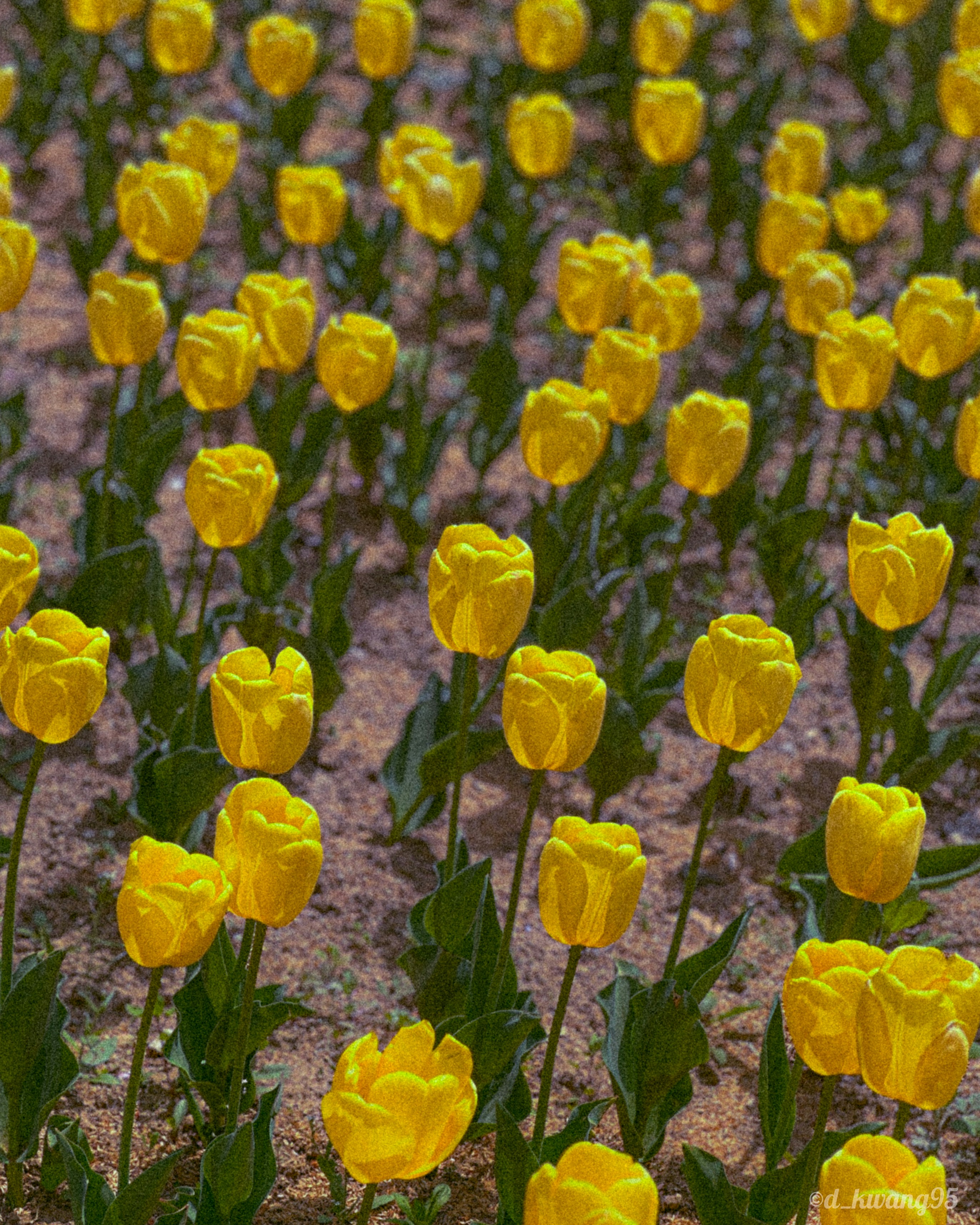 Sunlit Sea of Tulips: A Carpet of Yellow in Morning Light