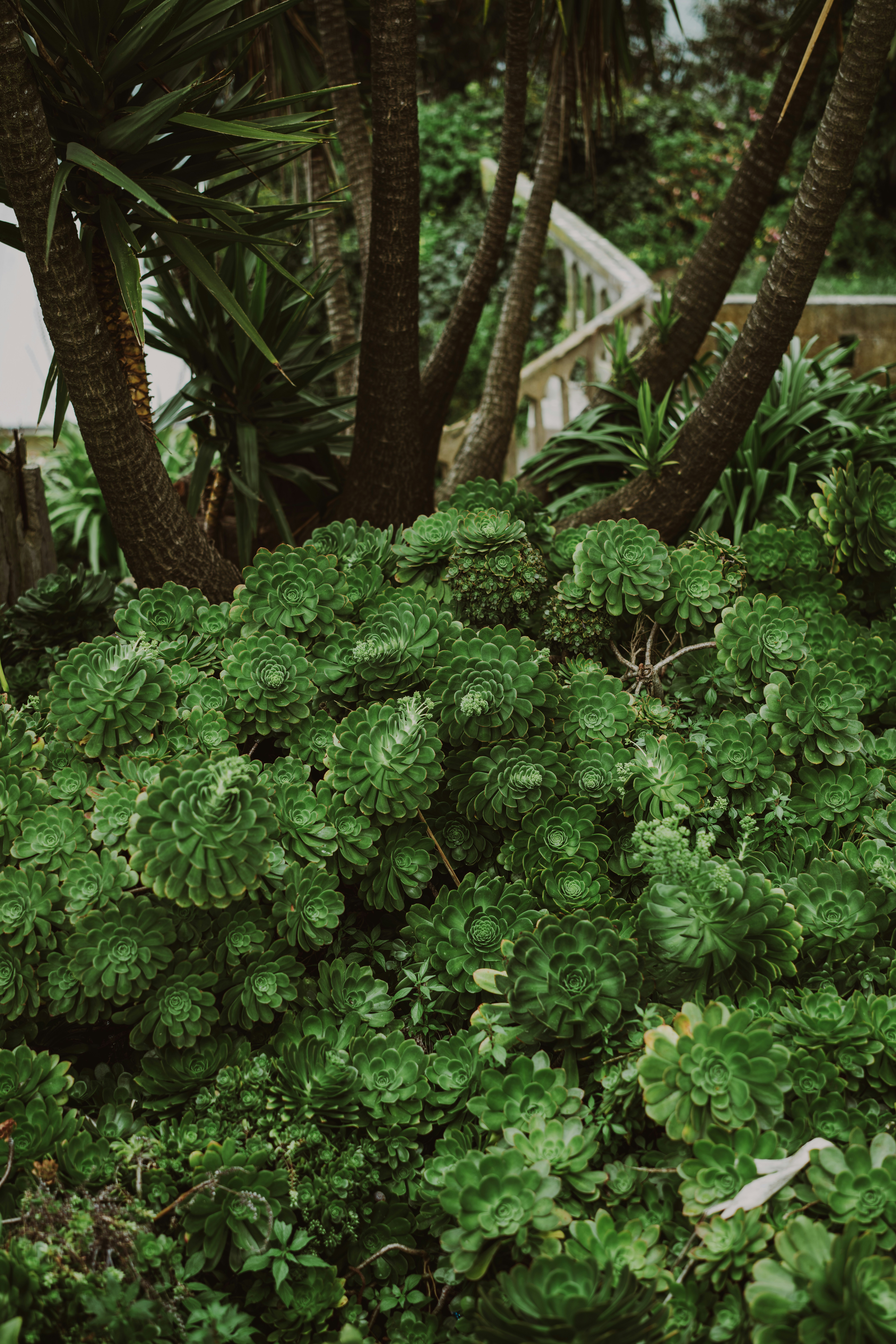 Emerald Rosettes Framing a Hidden Garden Staircase