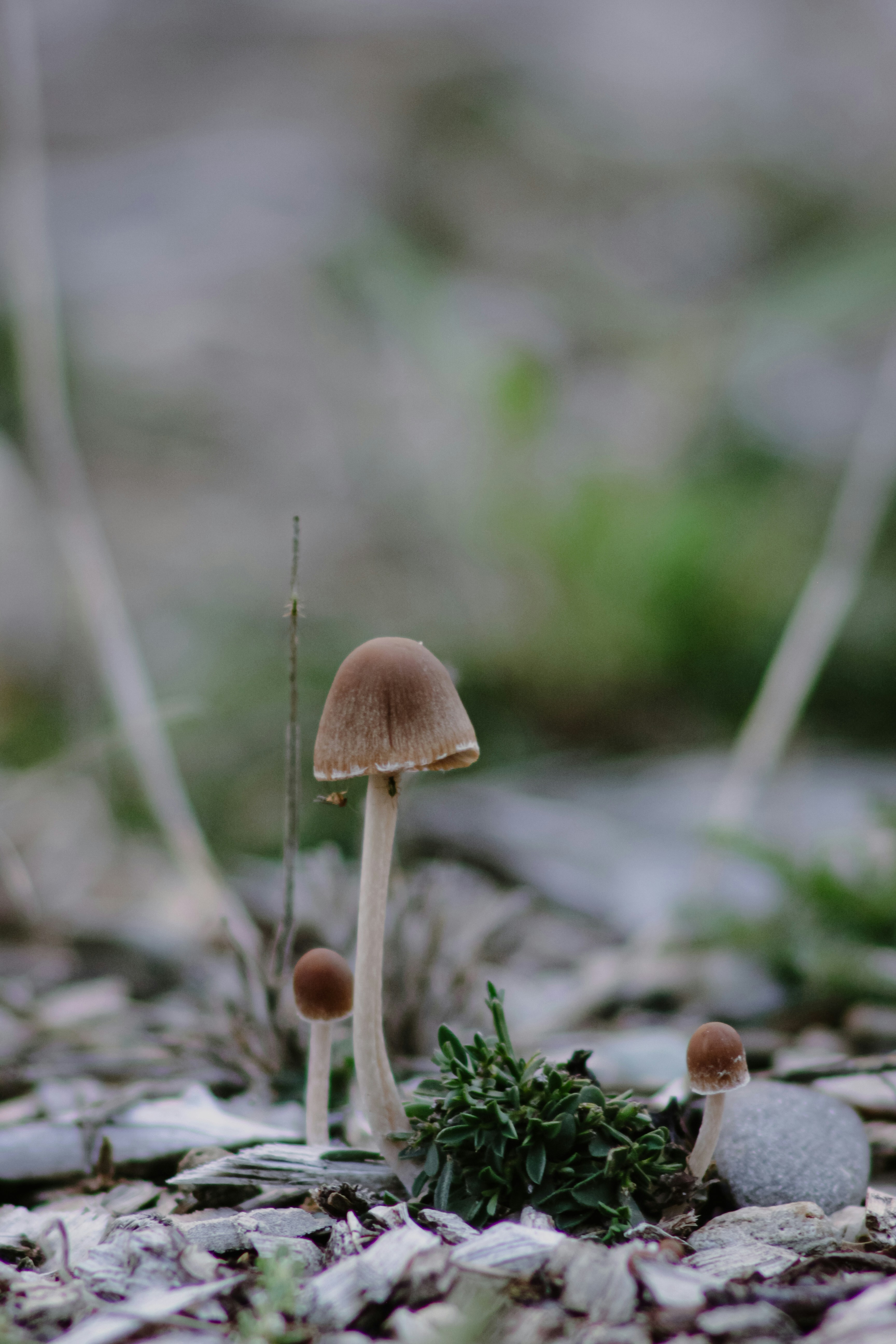 Velvet-Cap Sentinels Rising from a Pebble Bed