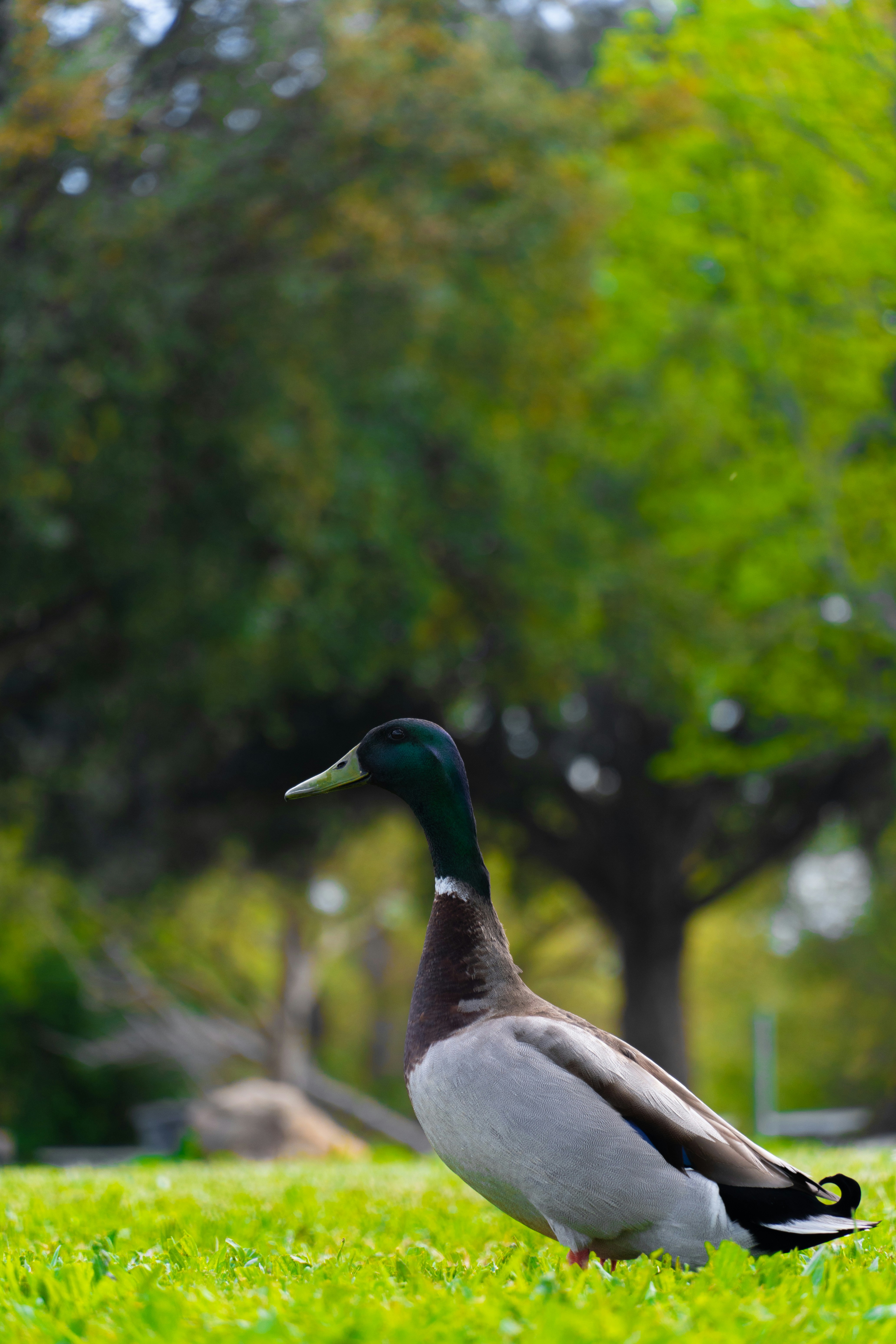 Low-angle Mallard in a Sunlit Park