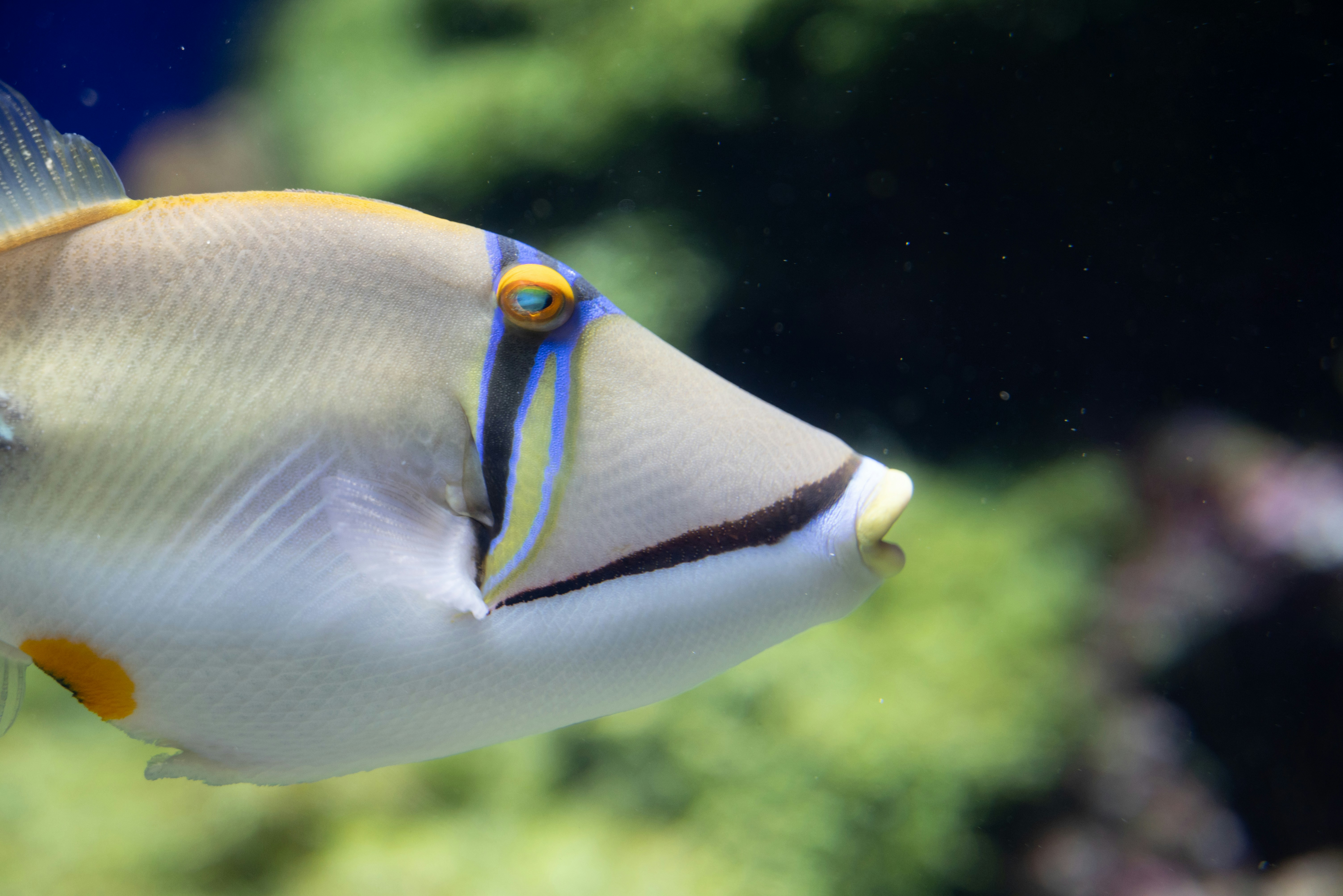 A close up of a fish in an aquarium photo – Free Animal Image on Unsplash