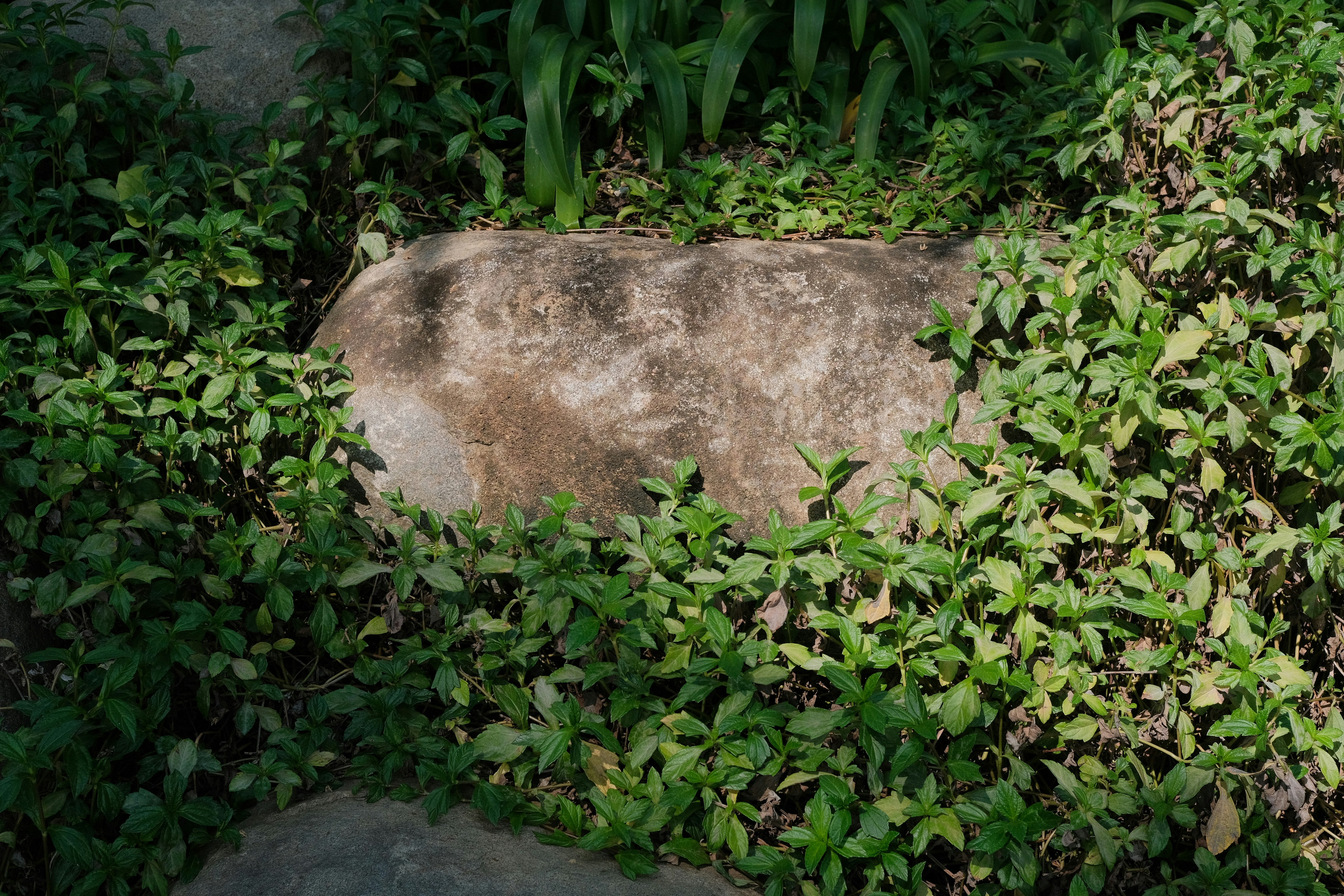 Stone Centered by Vines: A Quiet Garden Portrait of Texture and Growth