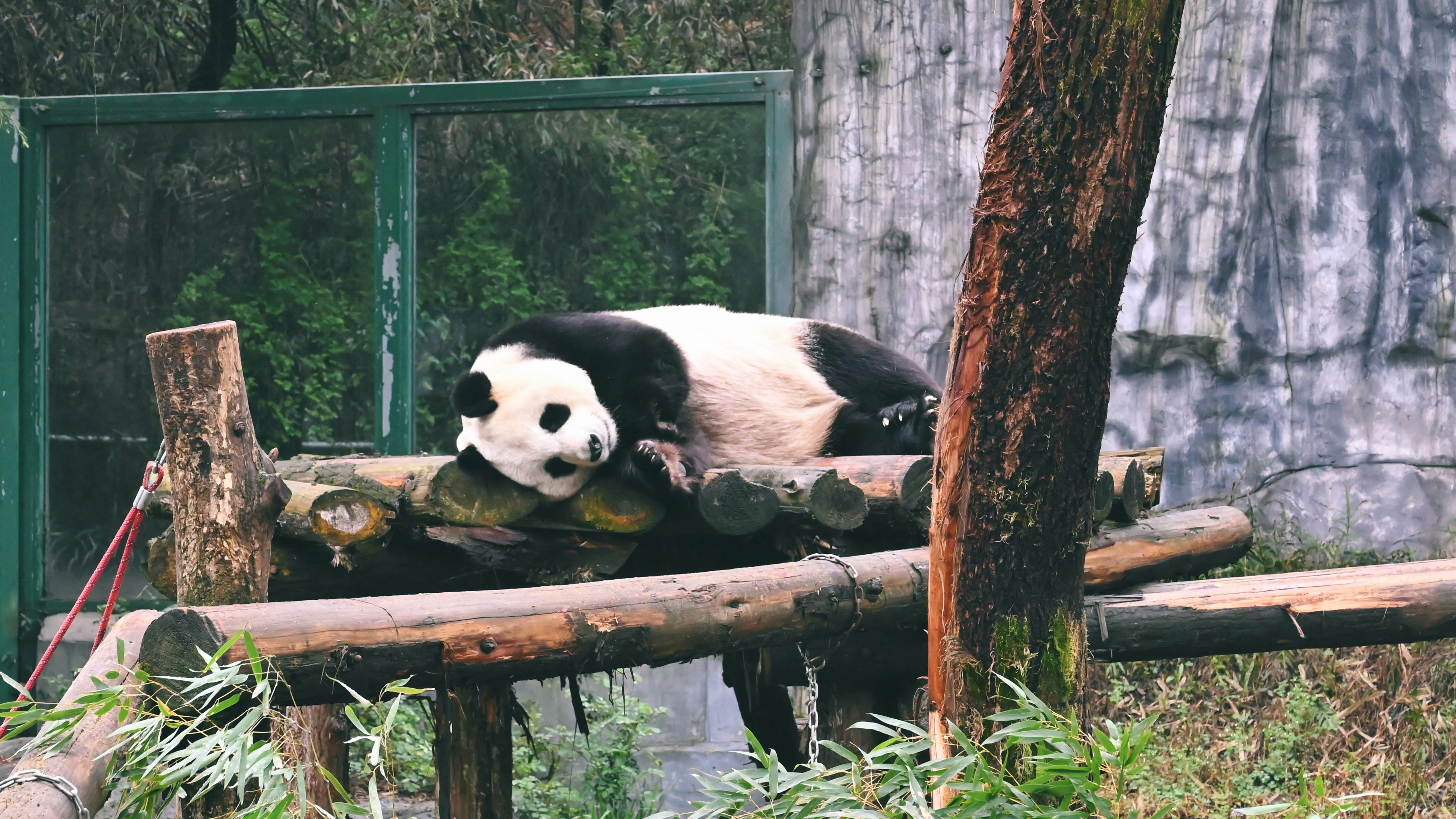 Giant Panda's Quiet Pause on a Log Platform in a Zoo Enclosure