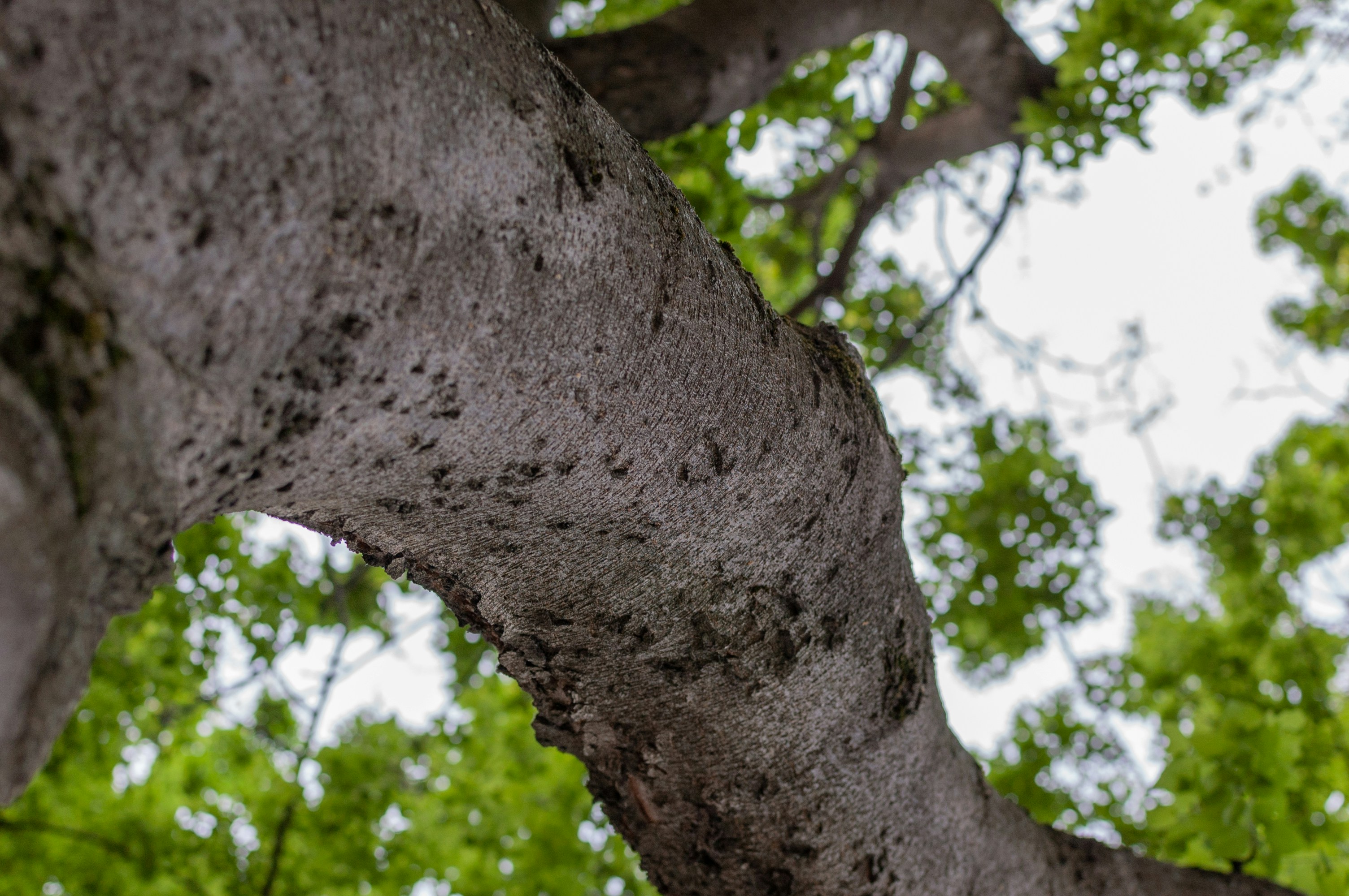 A close up of a tree with a sky background photo – Free Tree Image on ...
