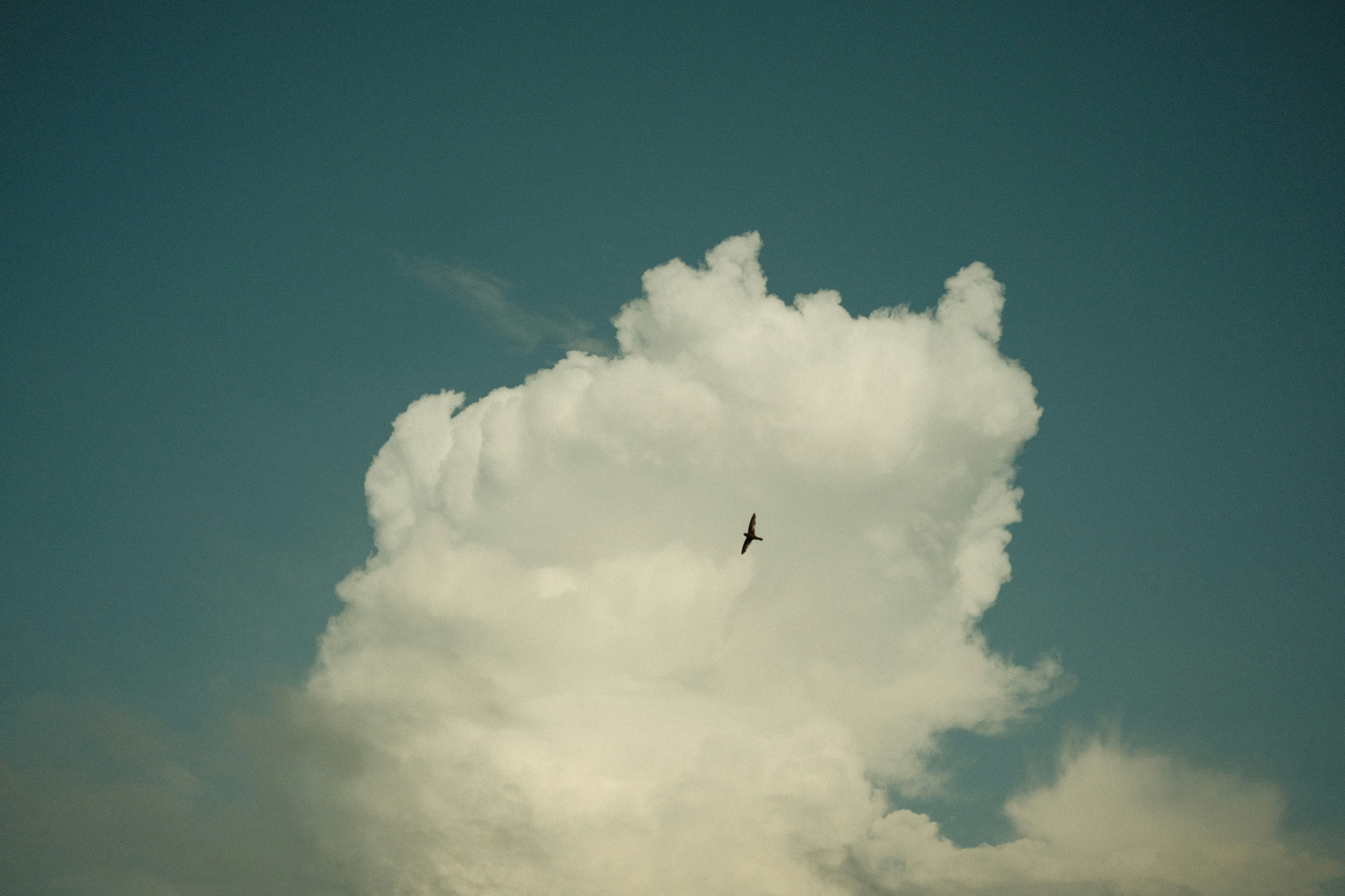 A bird flying on the blue sky with cloud on the background