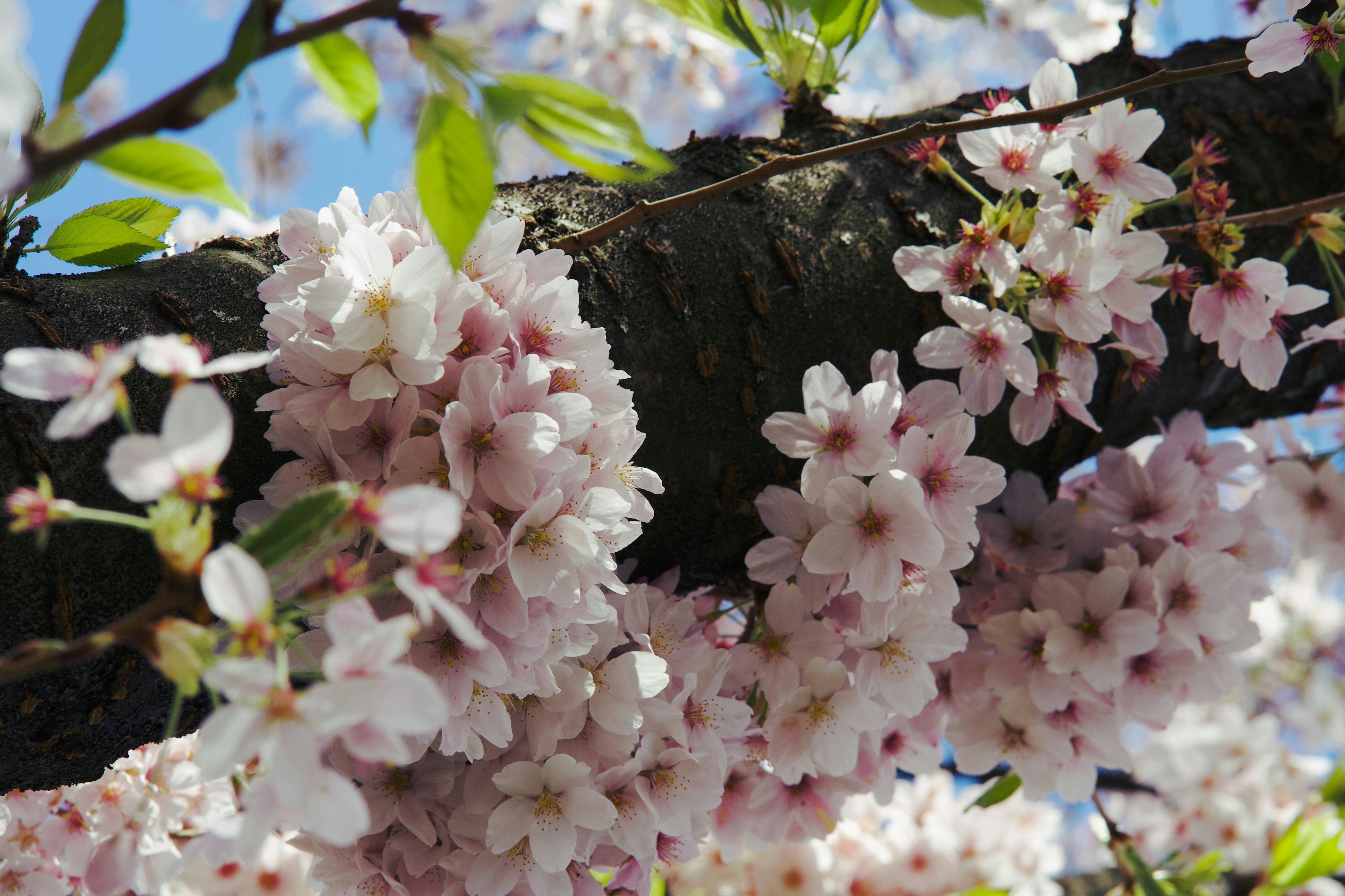 Delicate cherry blossoms cluster around a sturdy branch, capturing the essence of spring's renewal. The bright blue sky provides a vibrant backdrop.