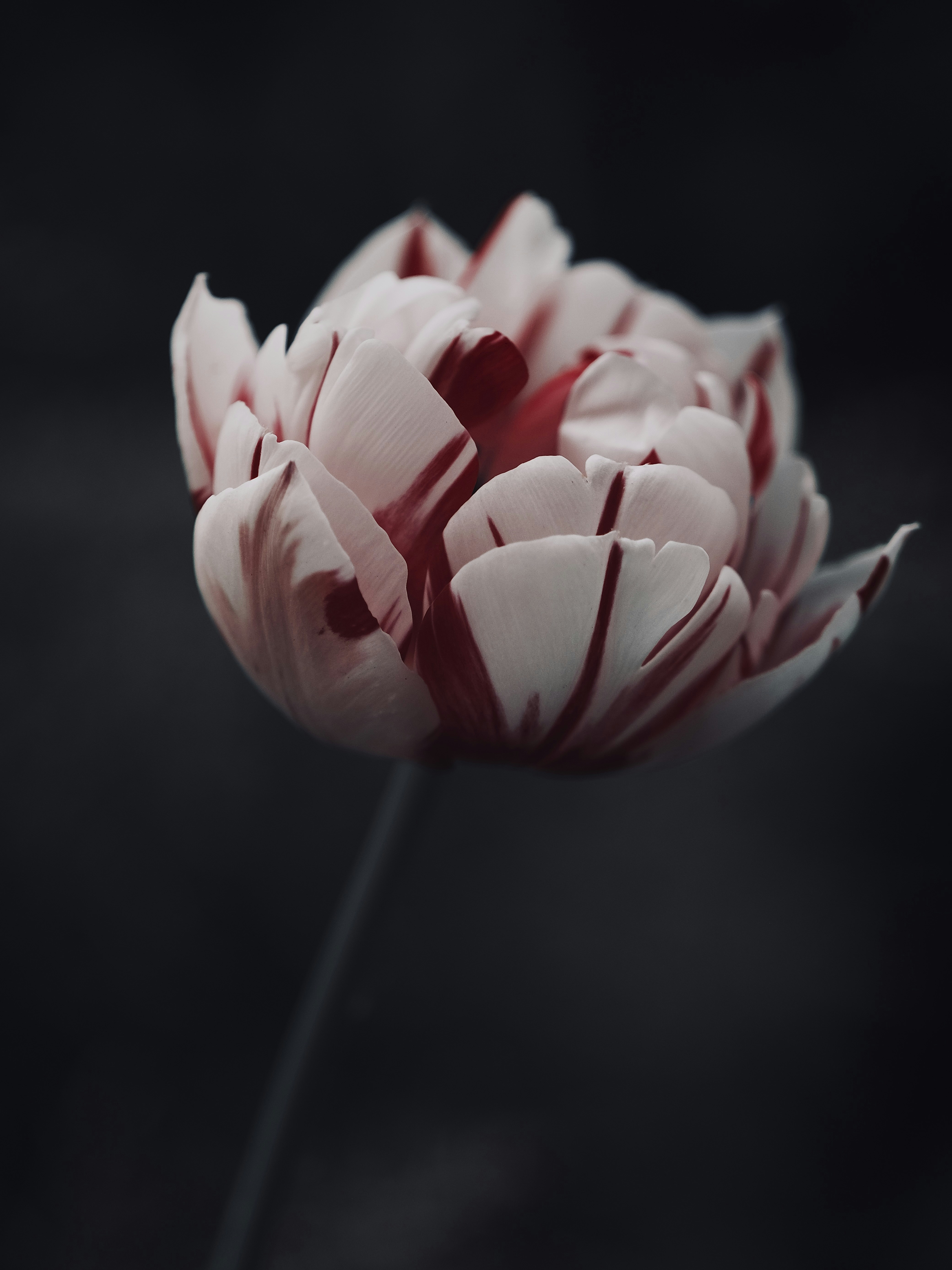 Velvet Bloom: Close-Up Tulip in a Shadowed Frame