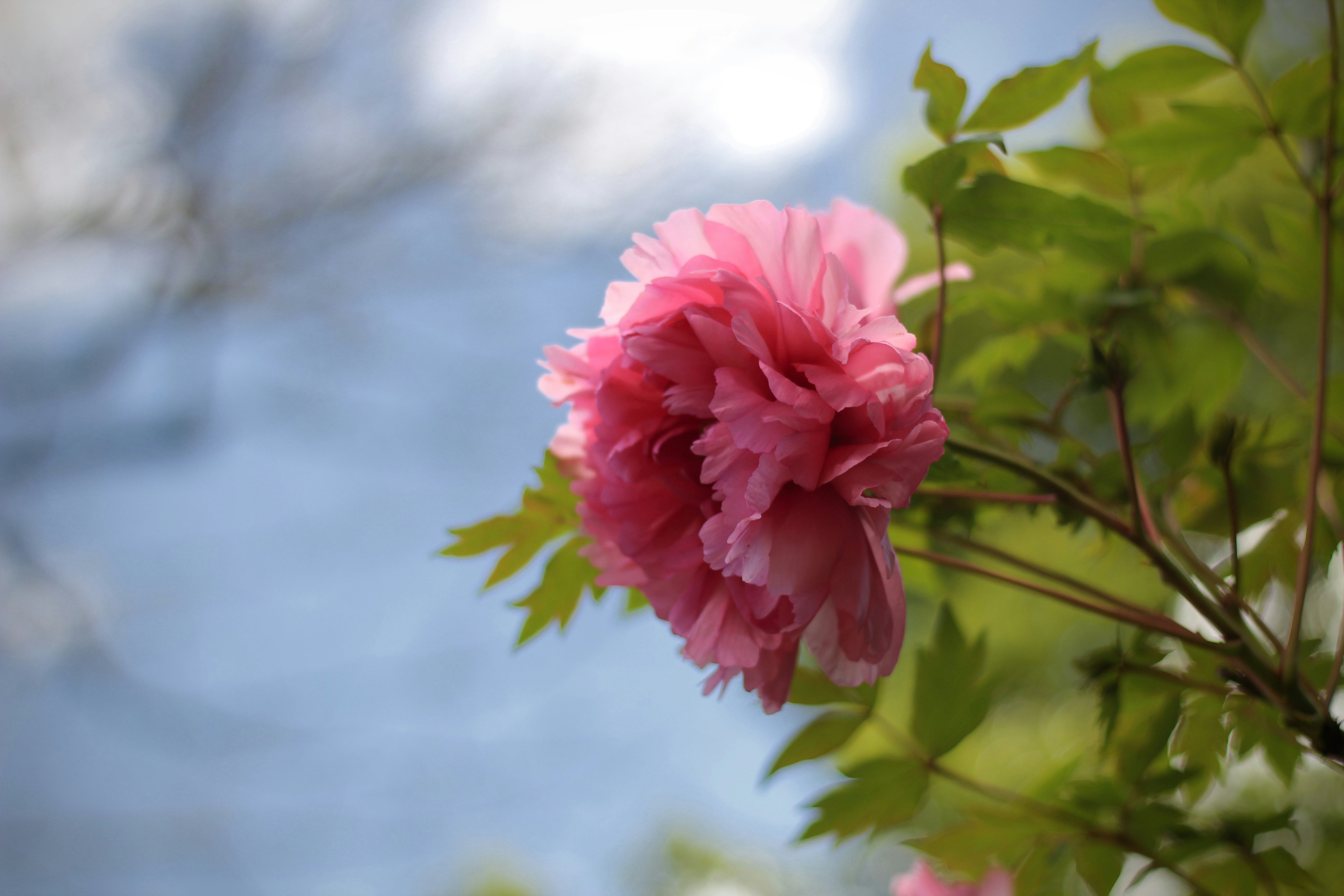 Pink bloom on a sunlit branch reaching into a blue sky
