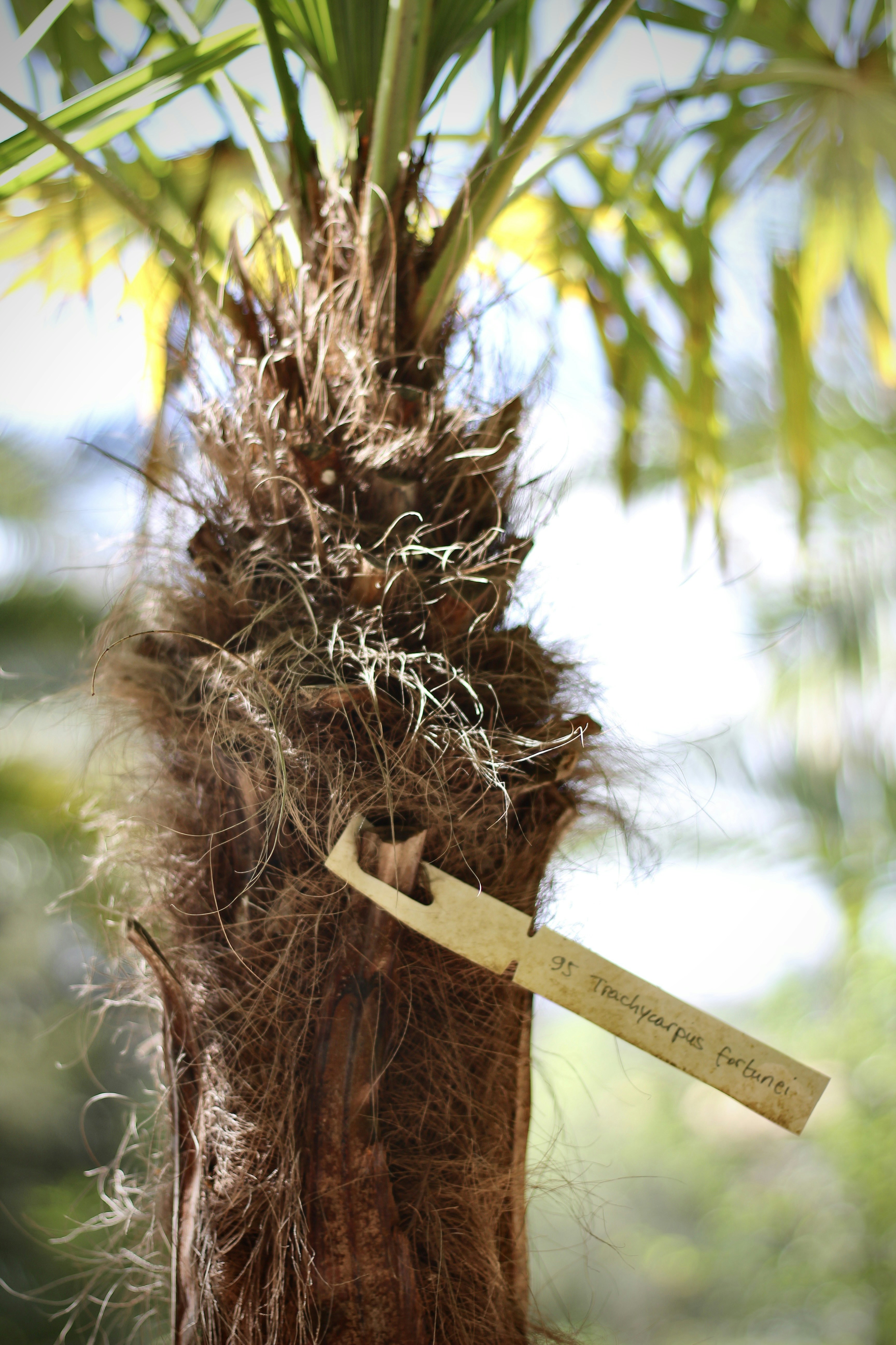 Tag of Time: Palm Trunk in Focus