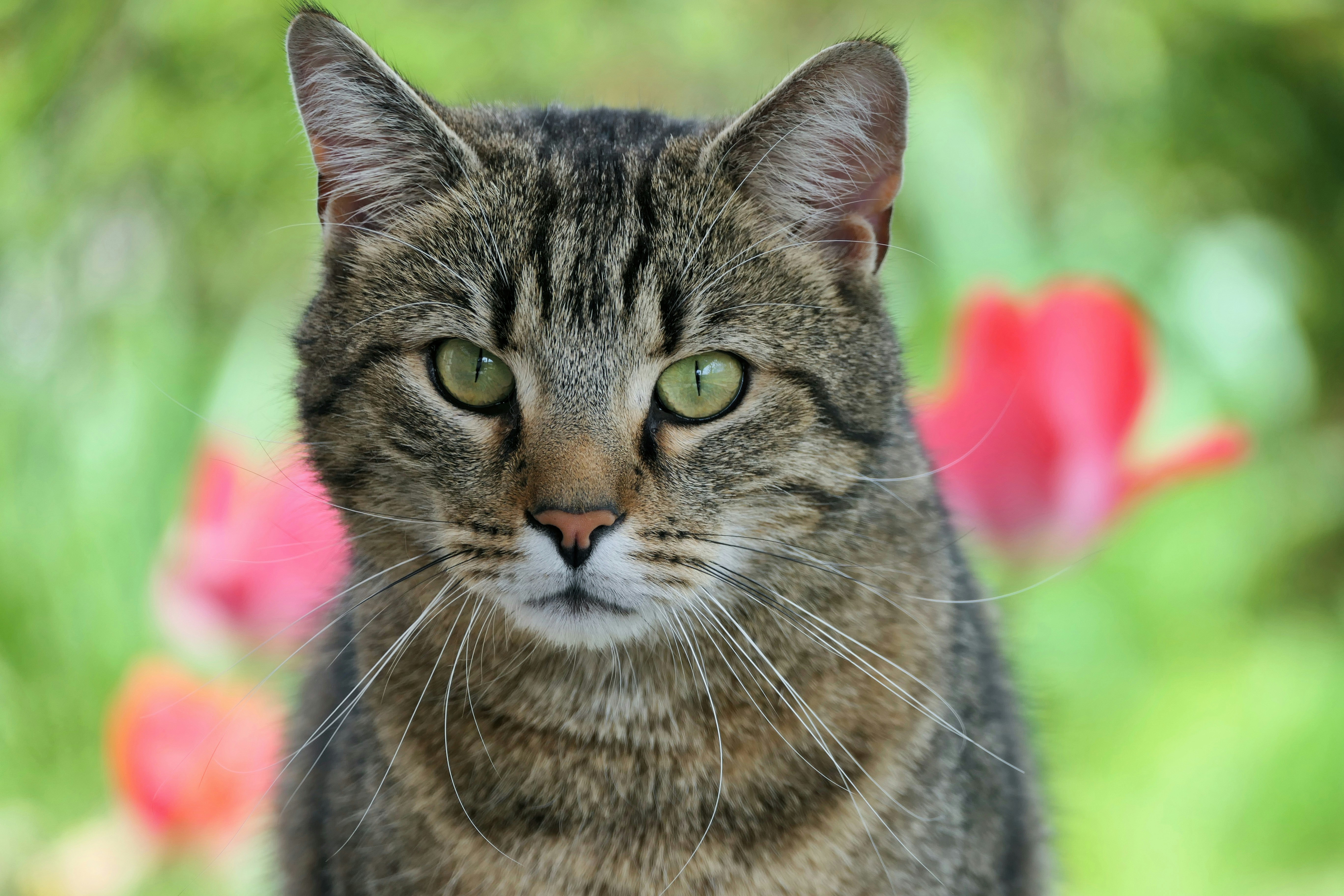 A close up of a cat with flowers in the background photo – Free Katze ...