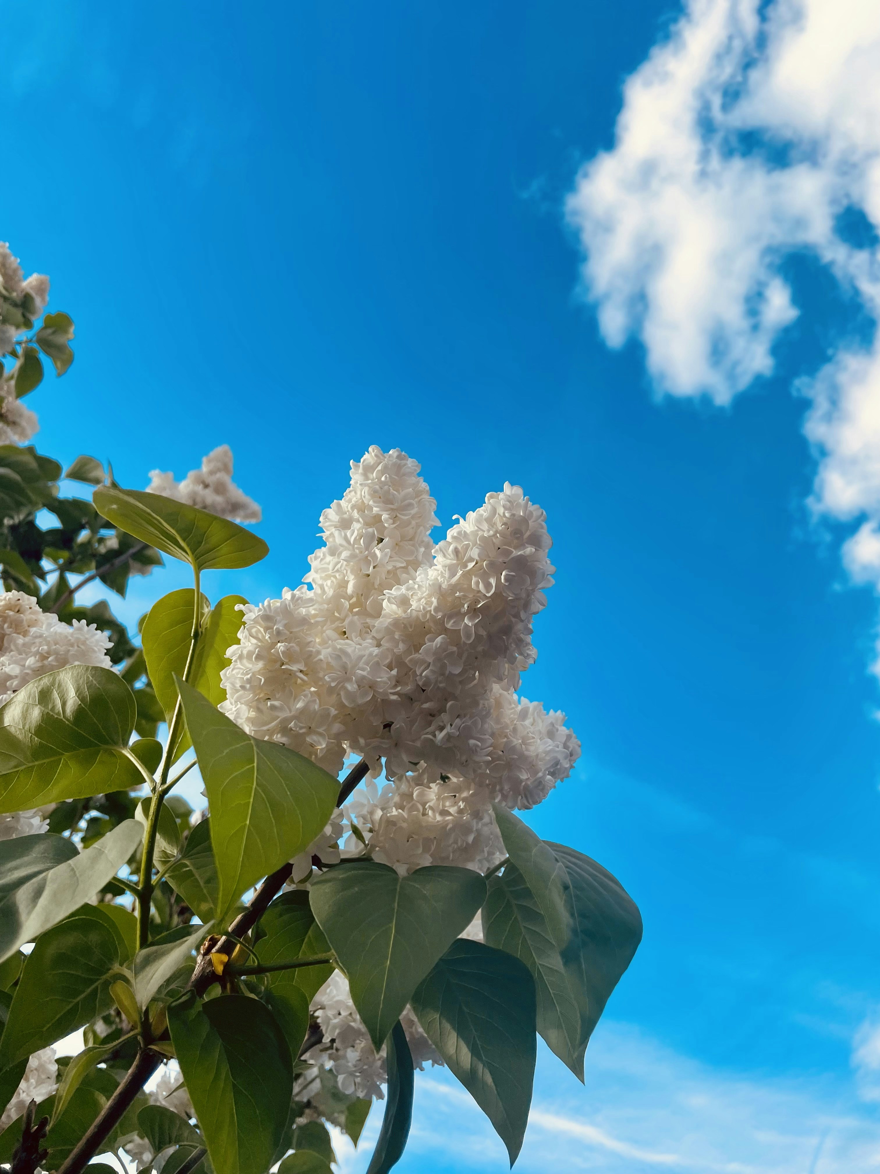 Snow-White Lilacs Reaching Toward a Cerulean Sky