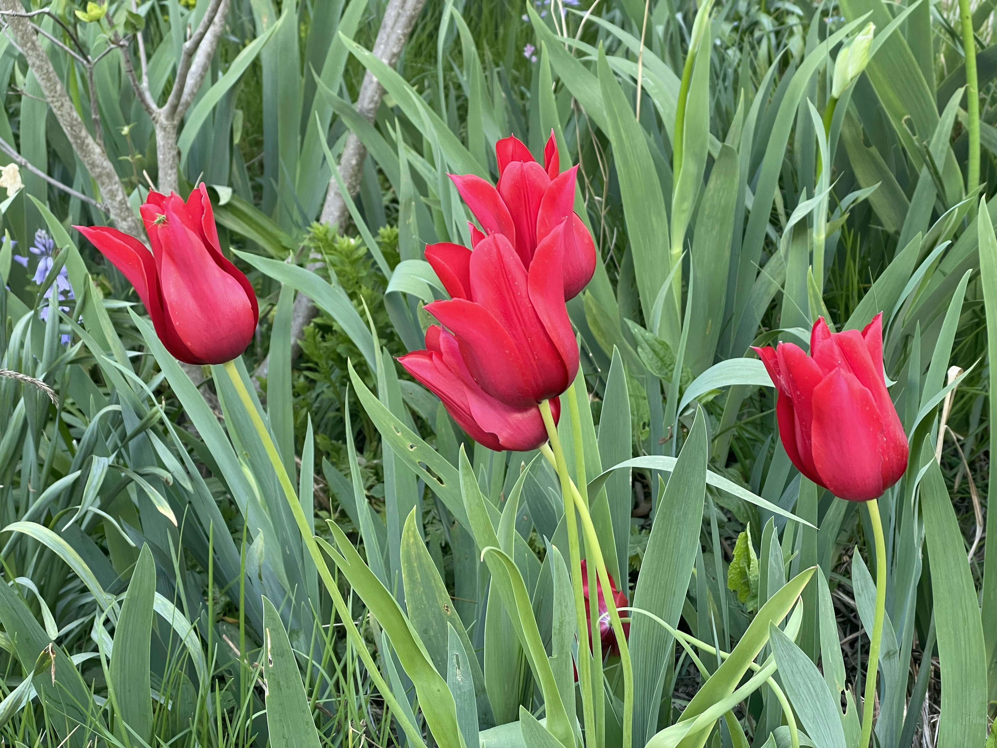 Crimson Tulips Crown a Verdant Sea: A Sunlit Garden Portrait