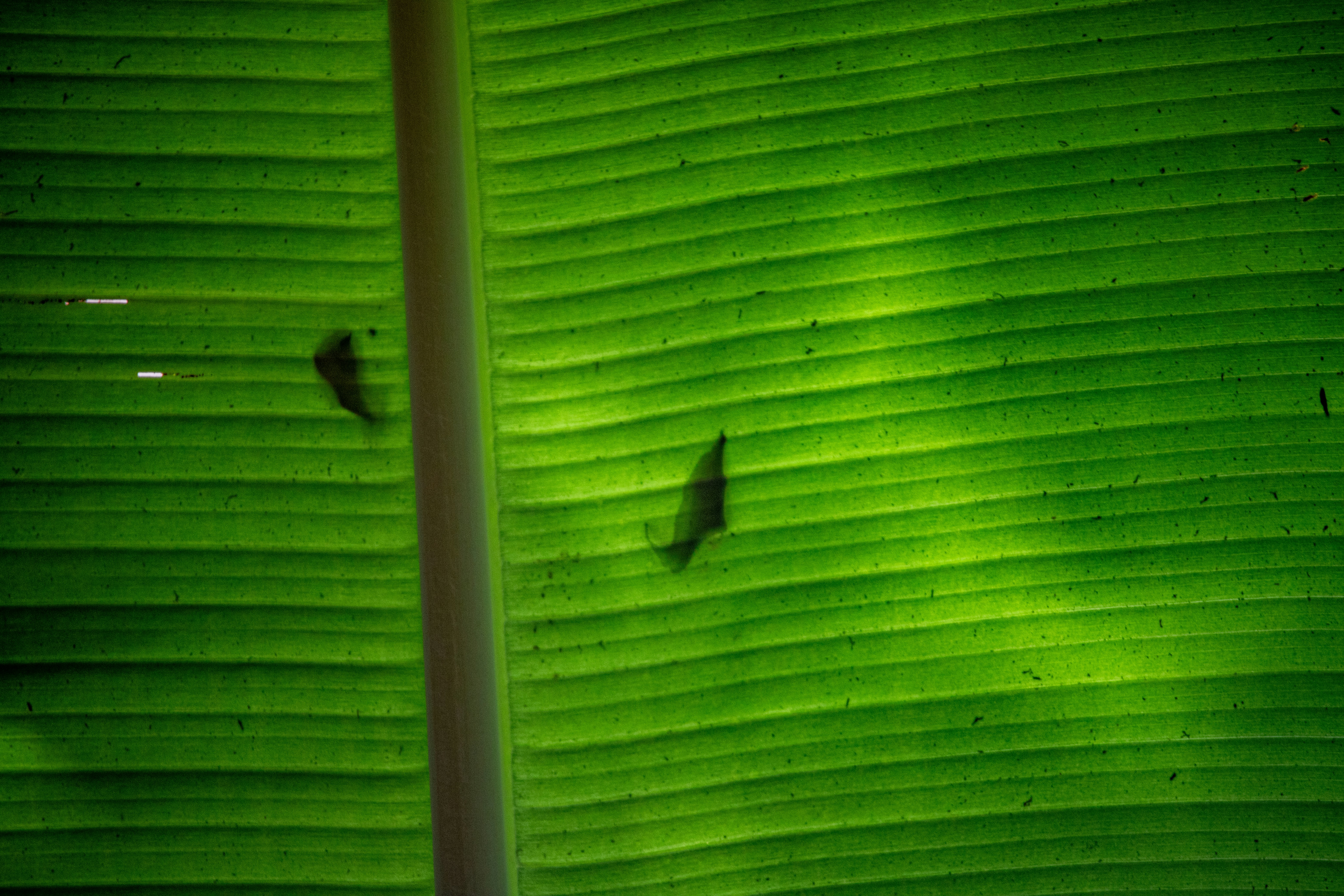 Neon Rib: Close-Up of a Lime-Leaf Central Vein