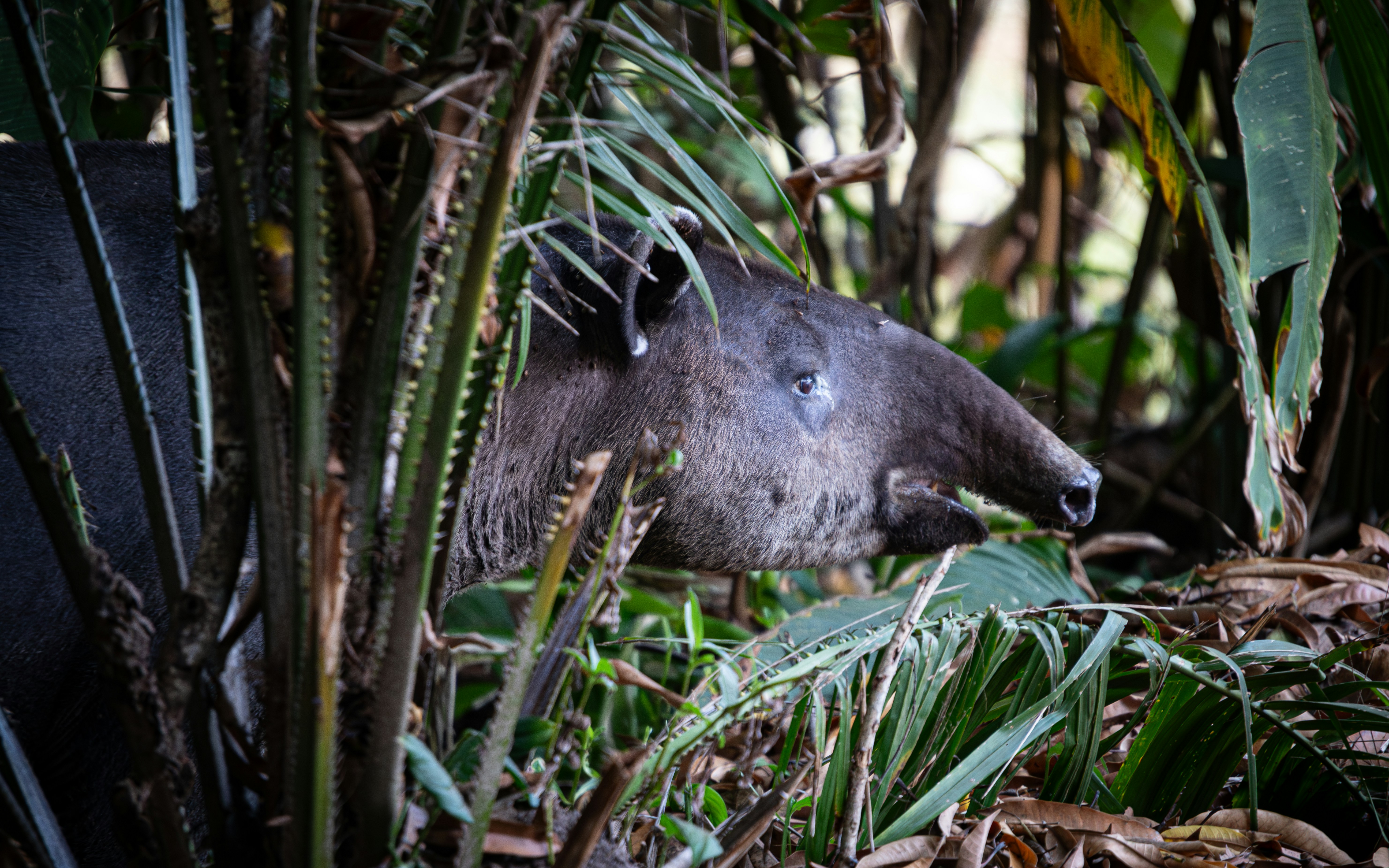 Nose Through the Green: Tapir Peering from Jungle Foliage