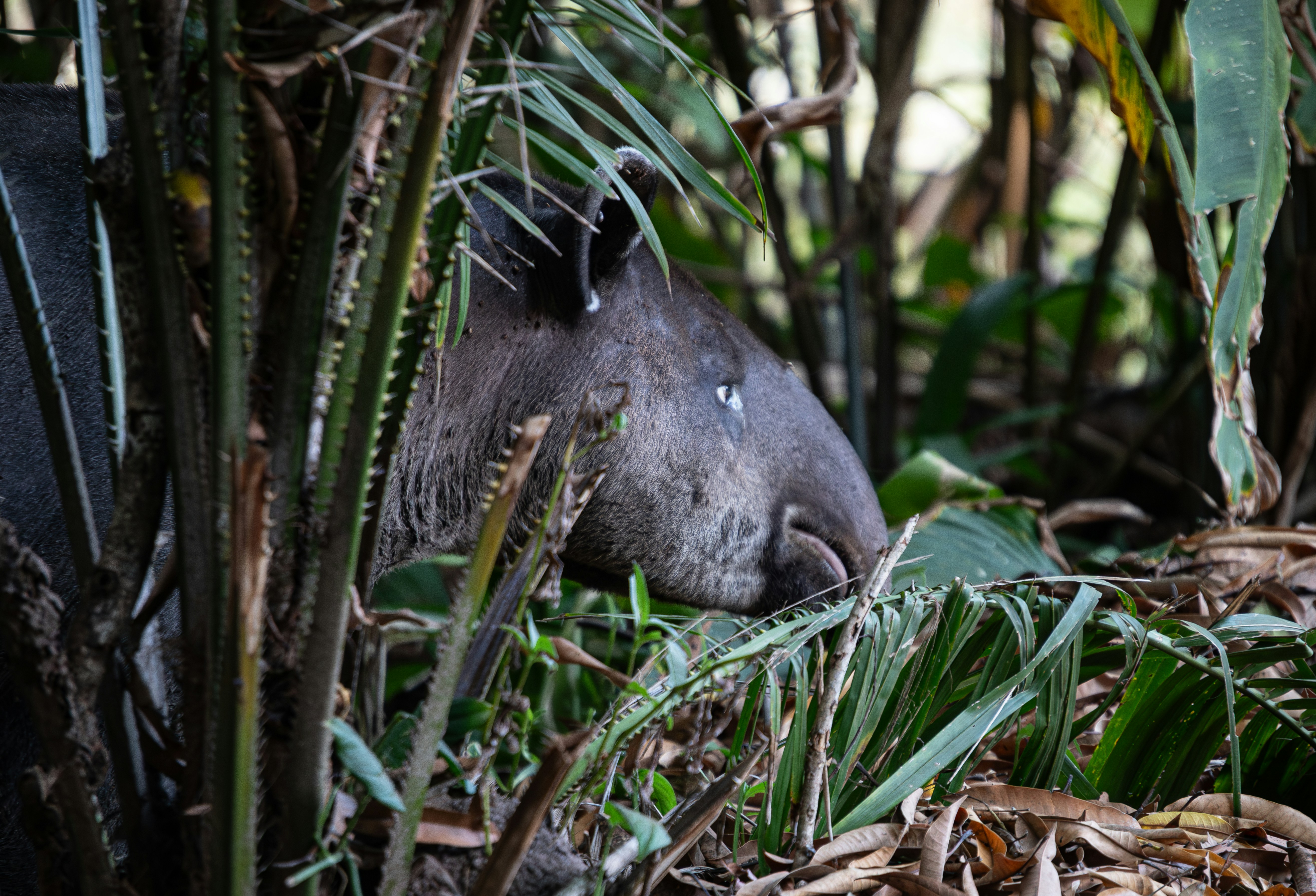Hidden in the Green Wall: Tapir's Quiet Gaze