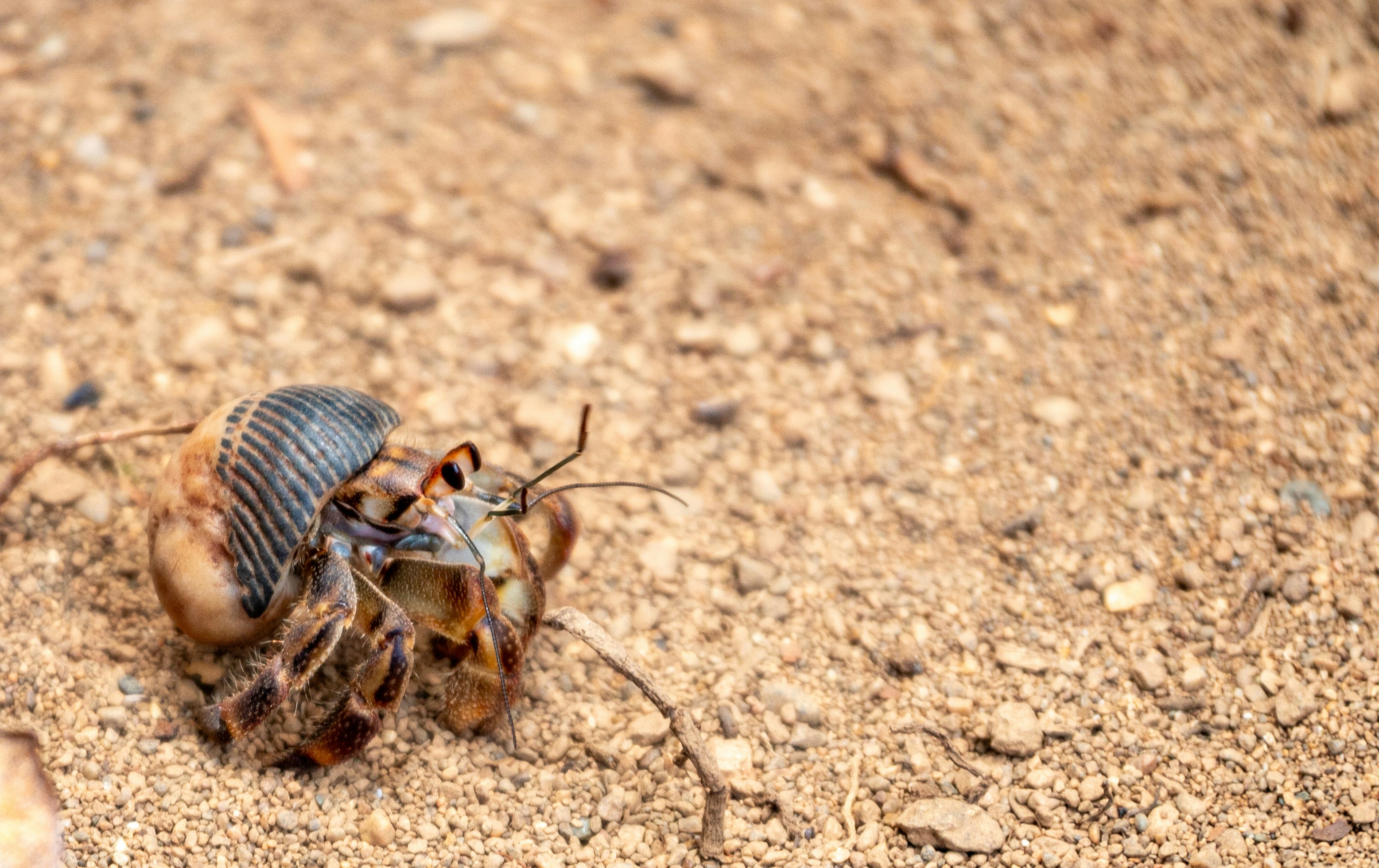 Shellbound on Sunlit Grit: Hermit Crab on Desert Sand