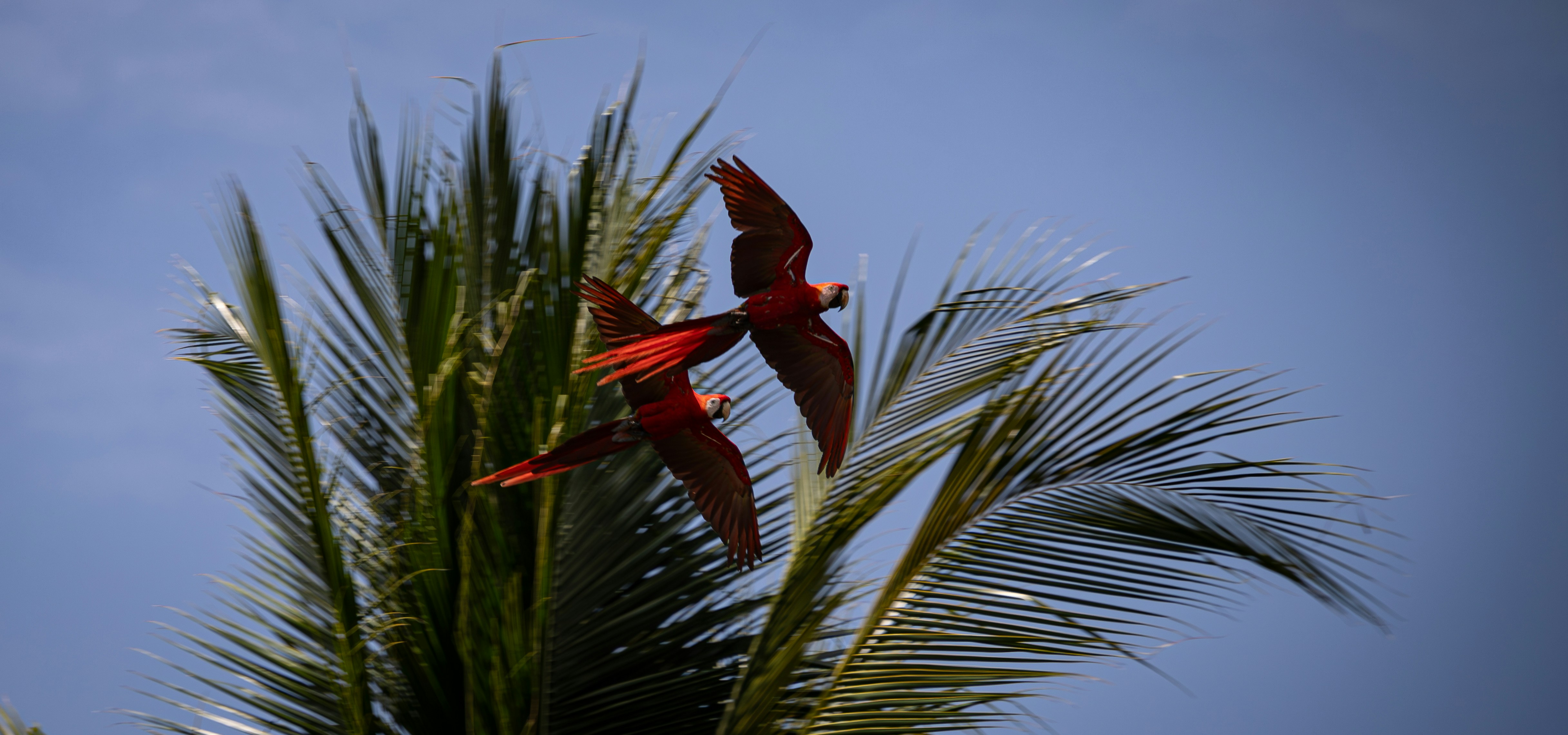 Scarlet Macaws in Flight Above Palm Fronds