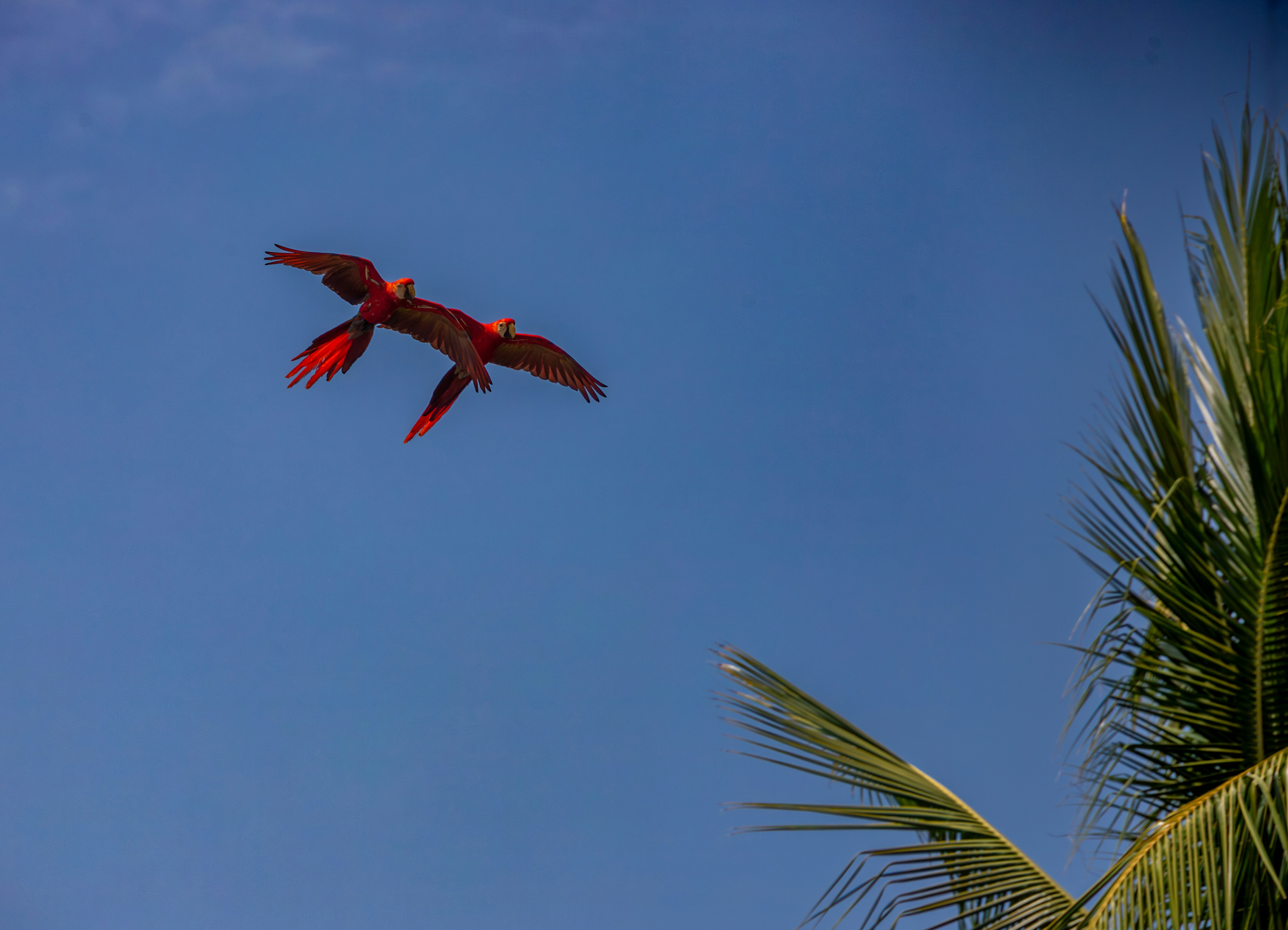 A red bird flying over a palm tree photo – Free Nature Image on Unsplash