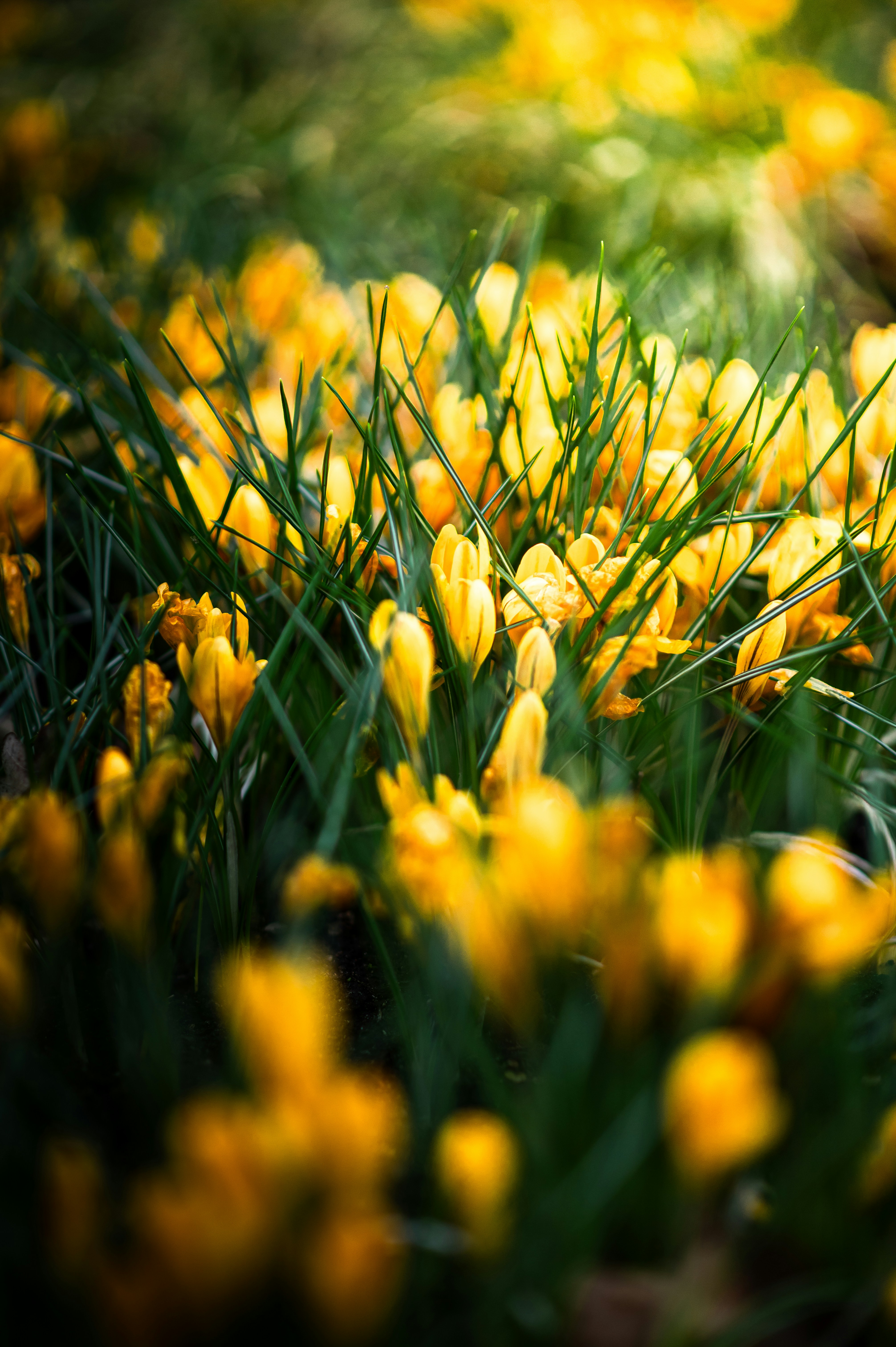 Golden Awakening: A Floral Symphony