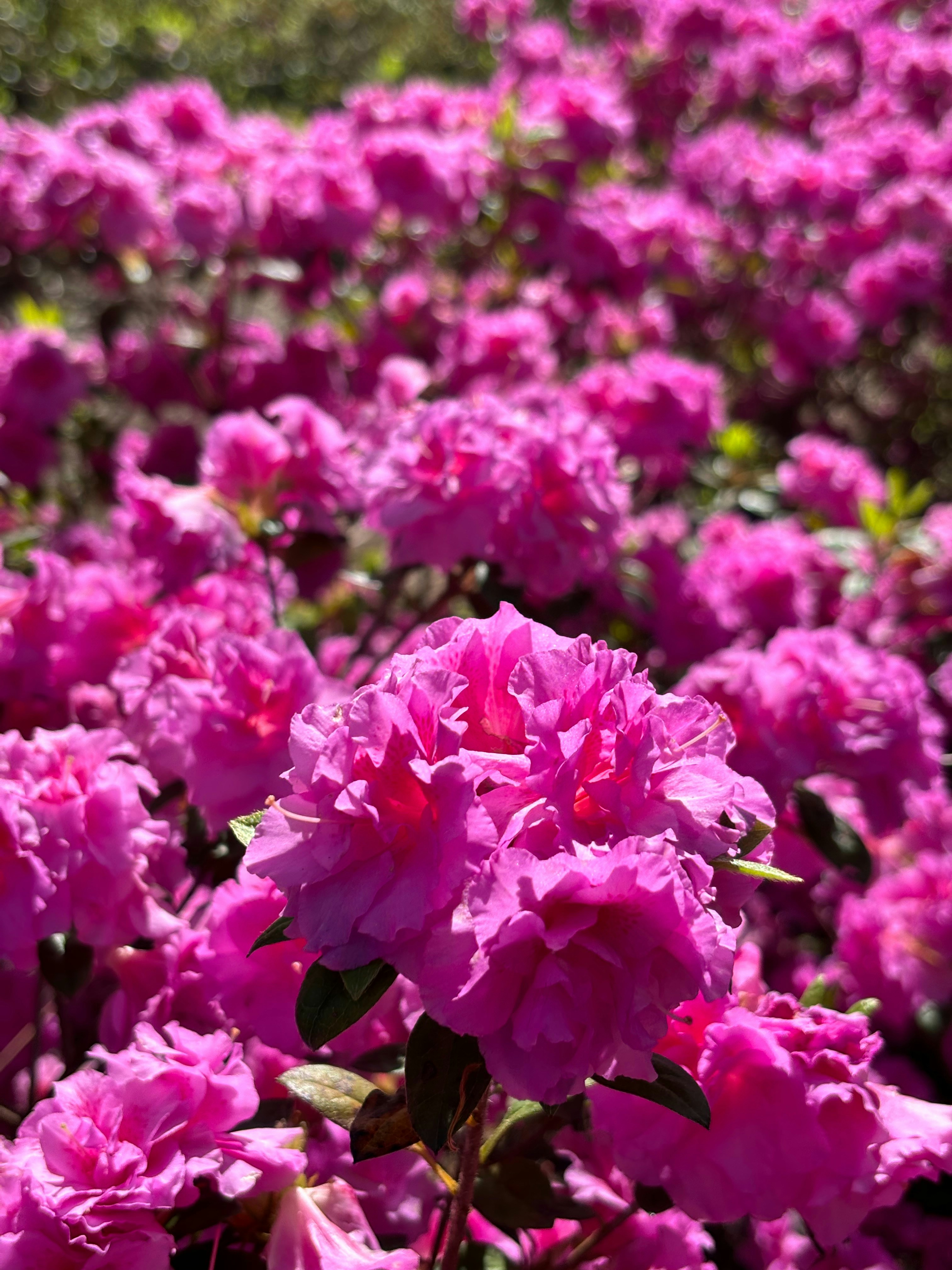 Pink Azalea Burst in Spring Sunlight