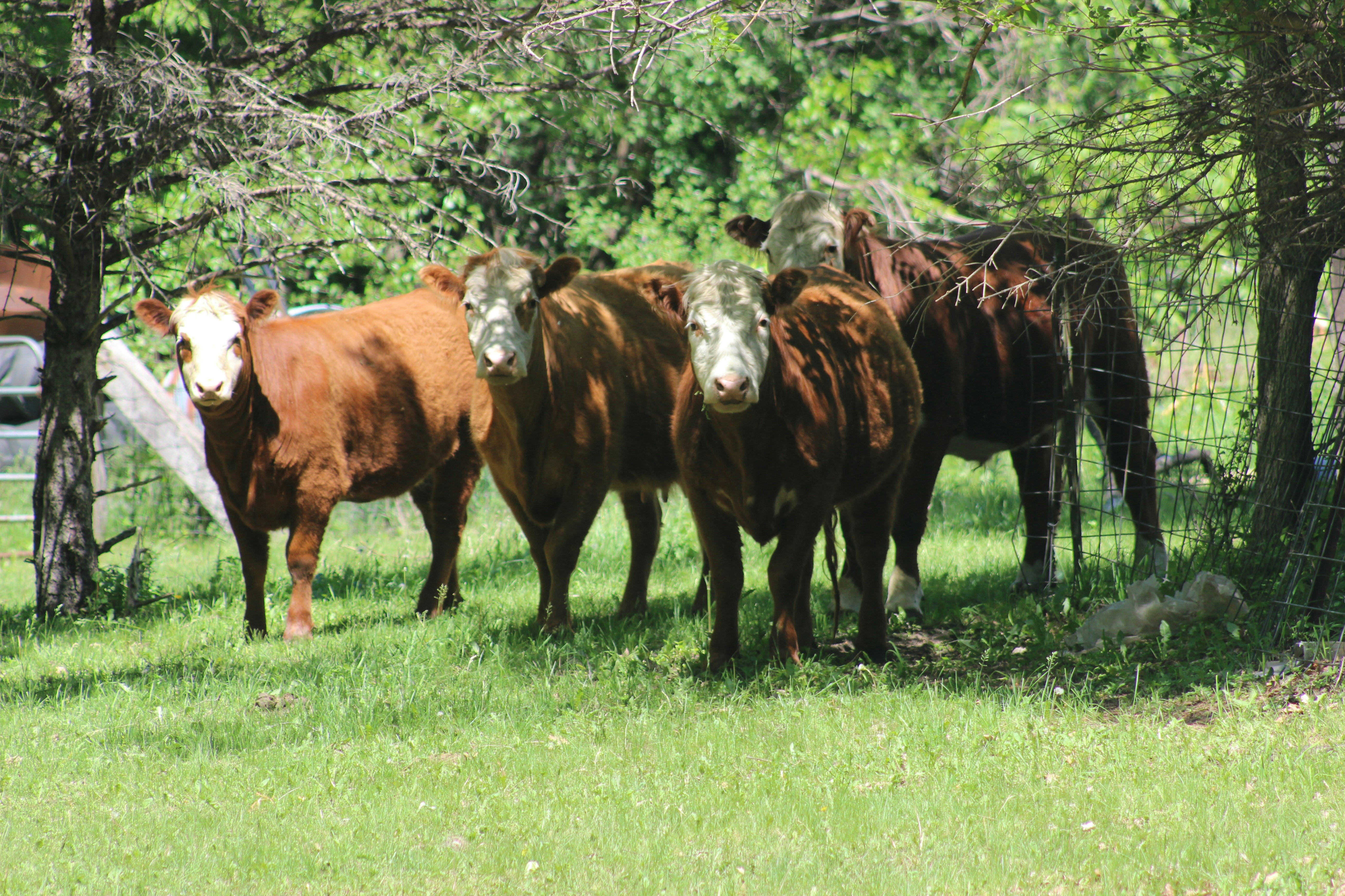 cows in field