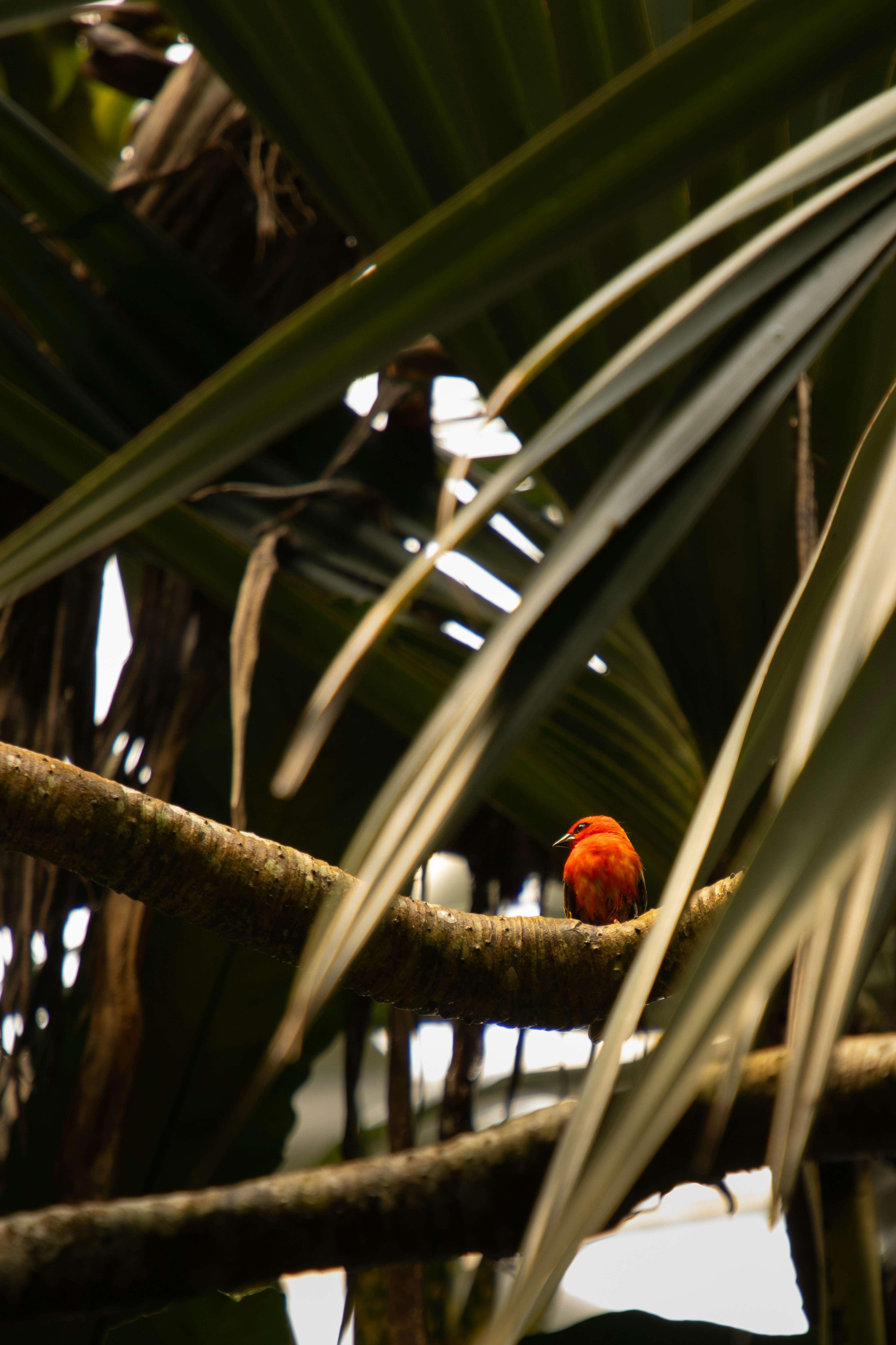 Red Ember on a Palm Branch Amid Dense Fronds