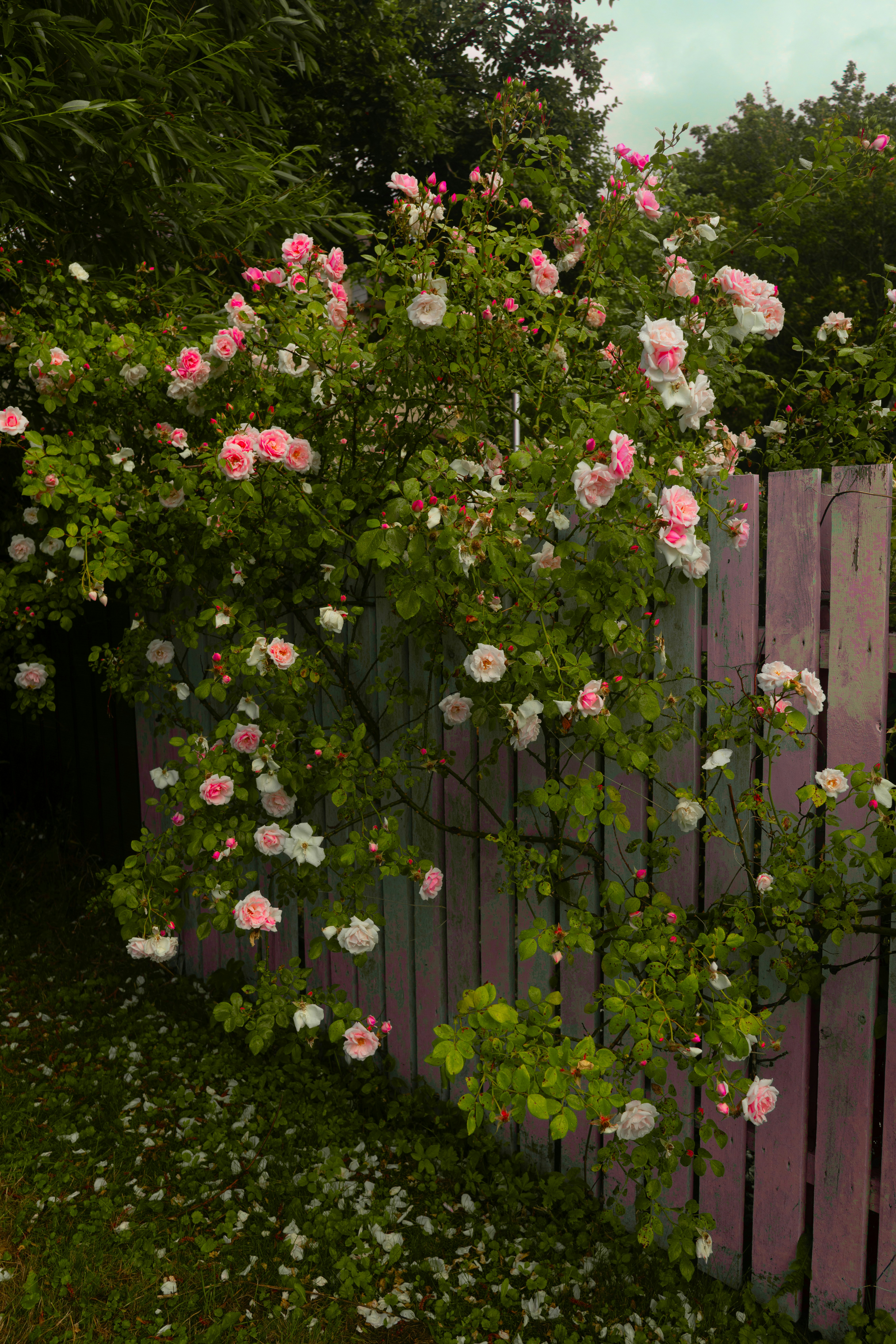 A wooden fence with pink and white flowers growing on it photo – Free ...