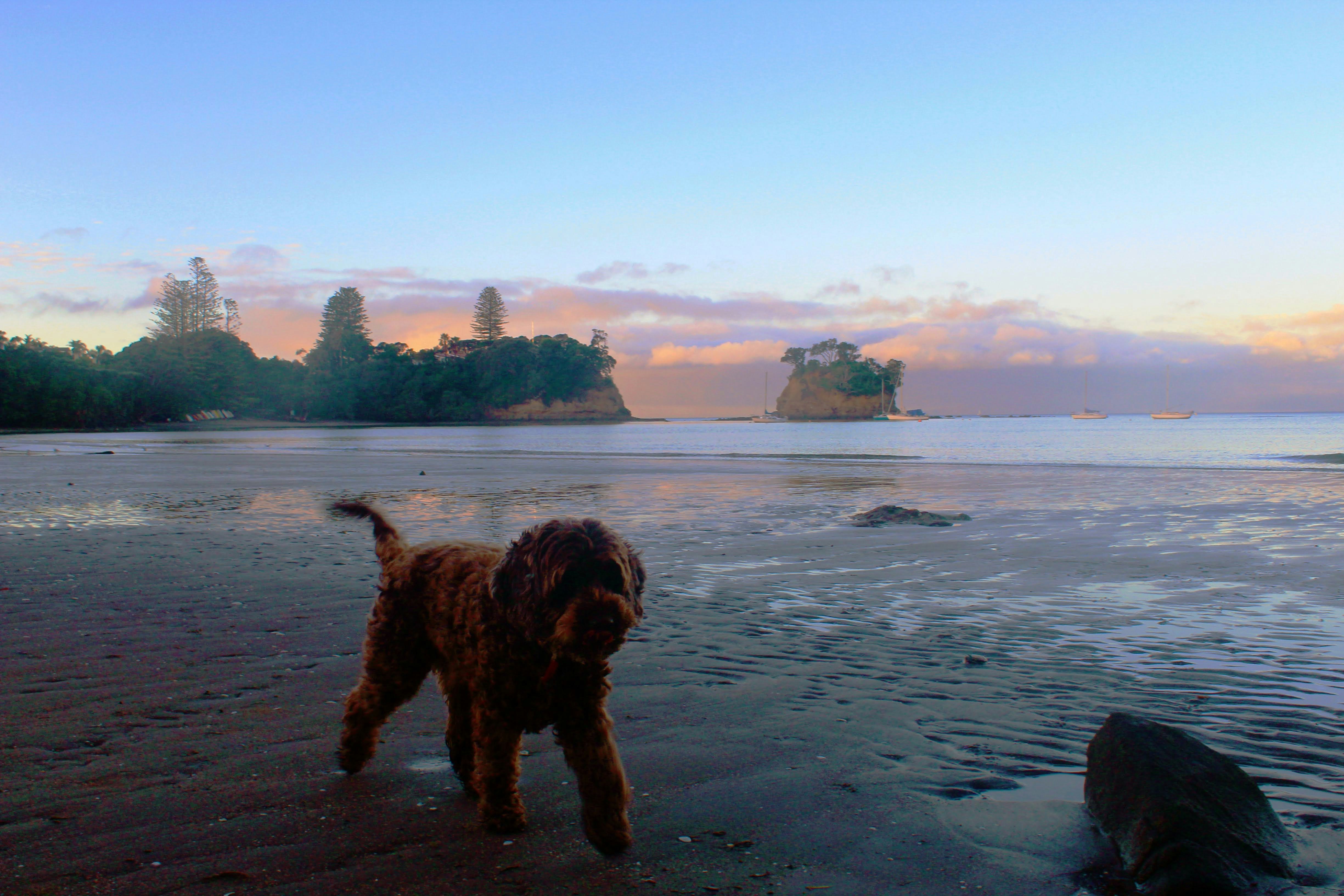 Evening Paws on the Shore: A Terrier at Sunset with Quiet Horizons