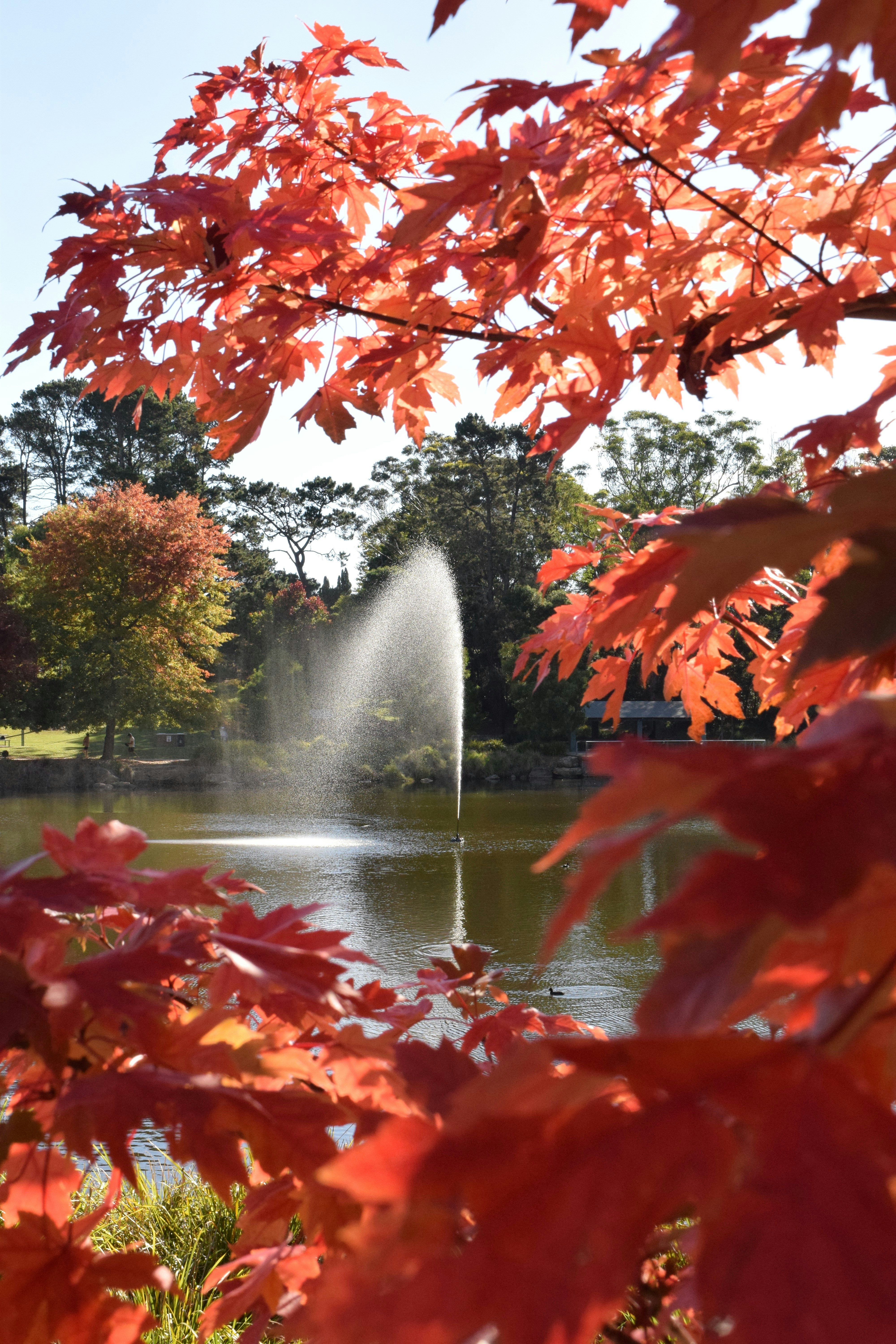 Crimson Framing: Autumn Leaves Embrace a Sunlit Park Fountain