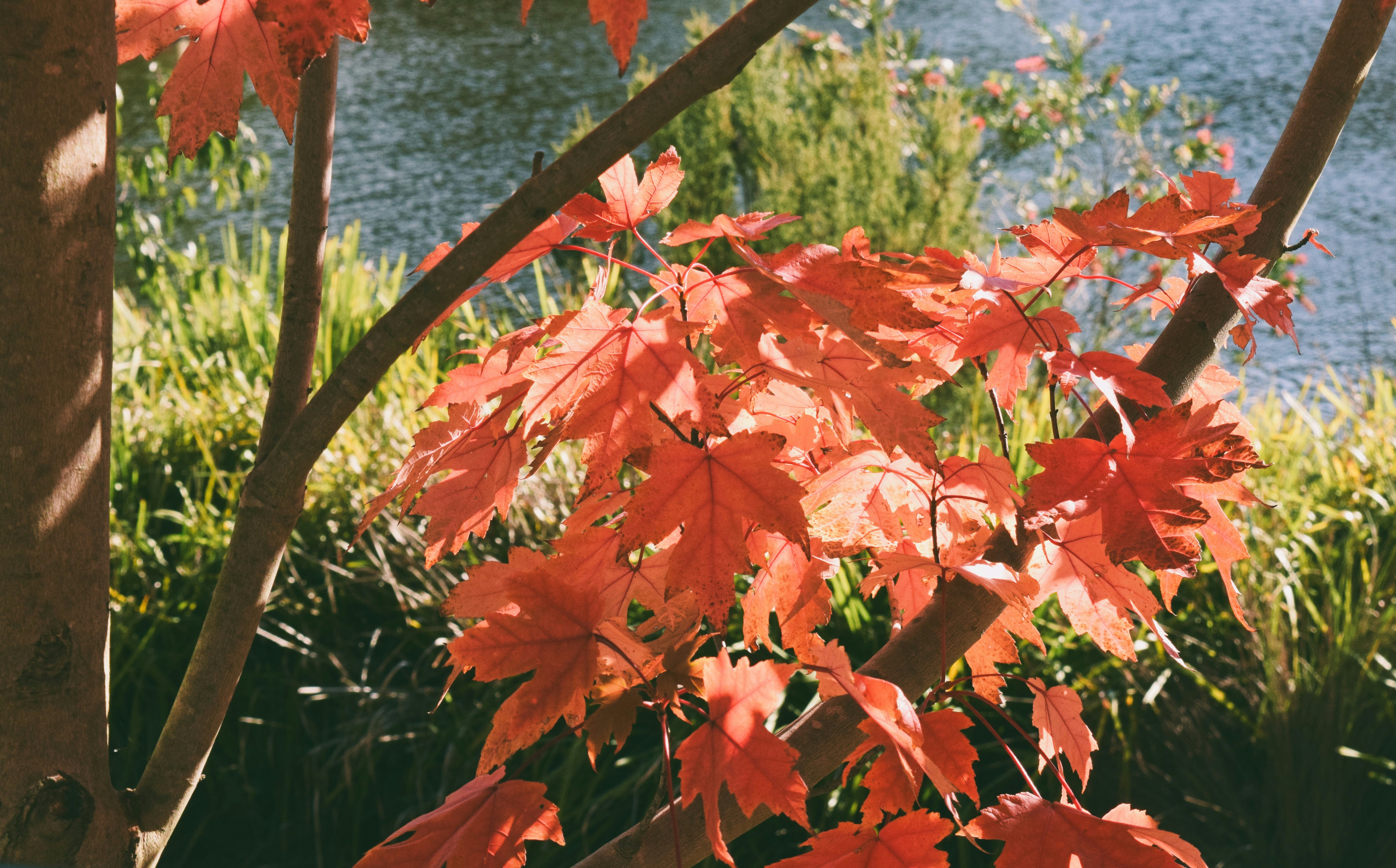 A tree with red leaves near a body of water photo – Free Tree Image on ...