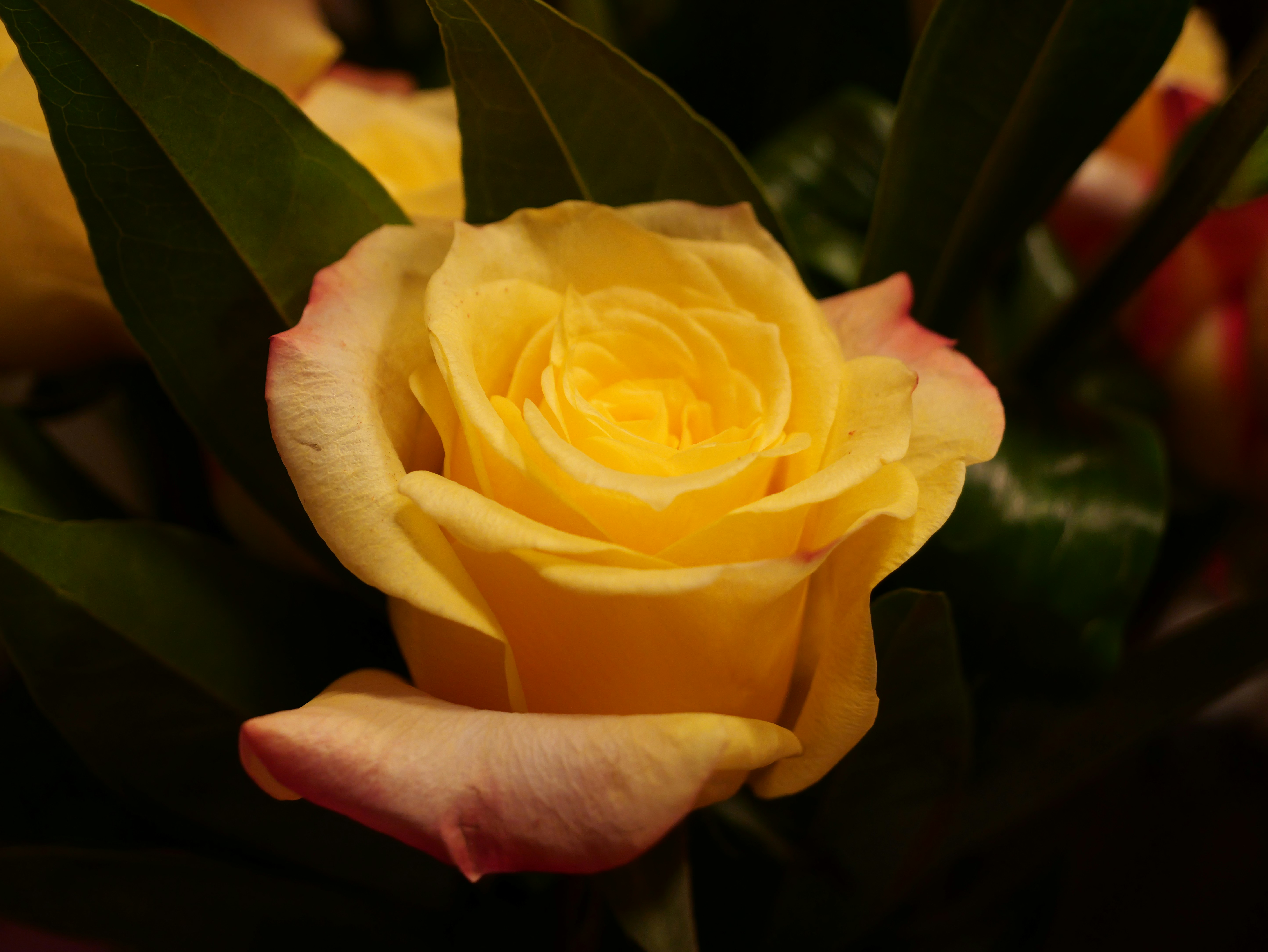 Center of Glow: Yellow Rose with Pink-tinged Edges in Velvet Shadow